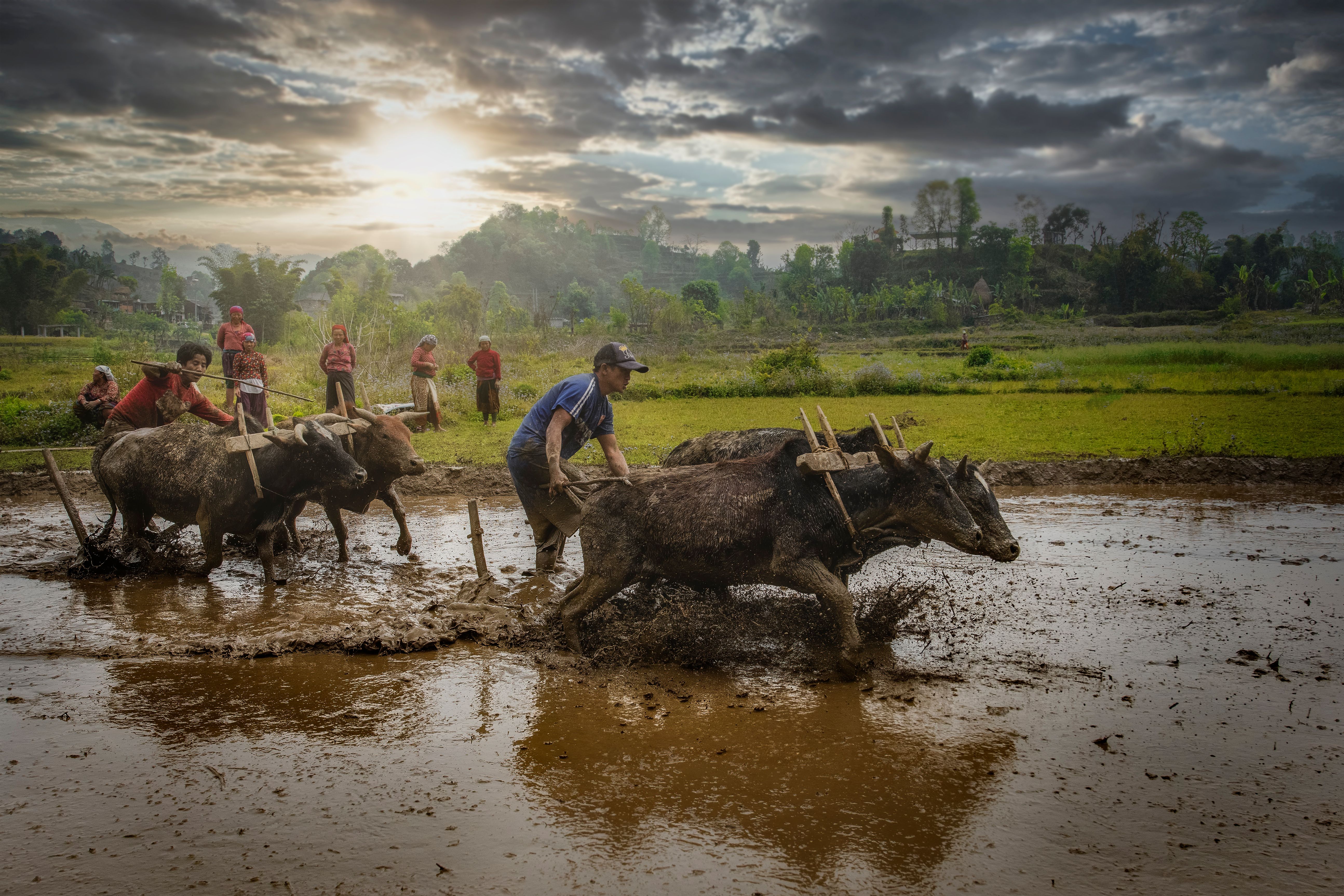 Carabao Photos, Download The BEST Free Carabao Stock Photos & HD Images