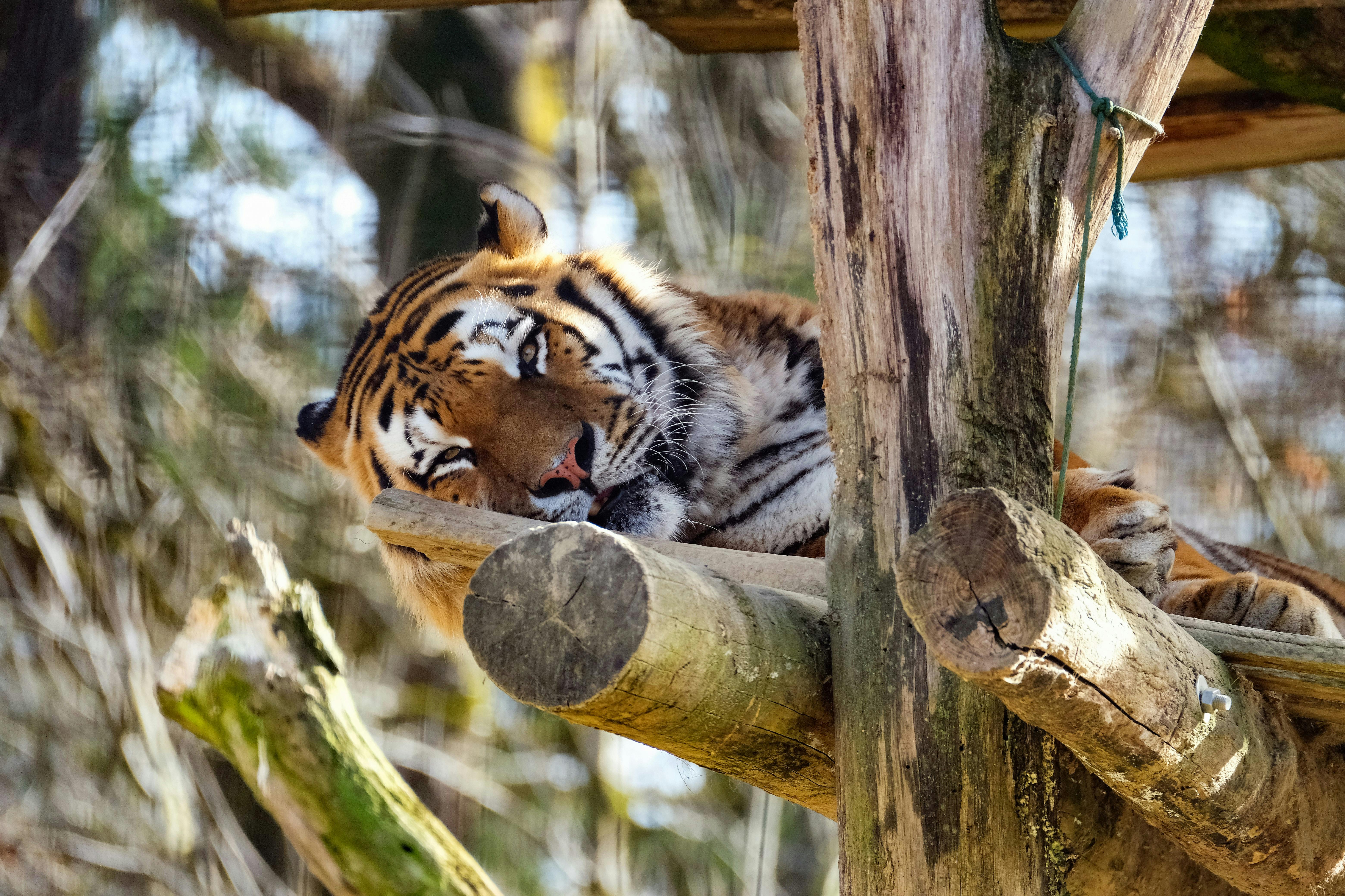 Close-Up Photography of Tiger · Free Stock Photo