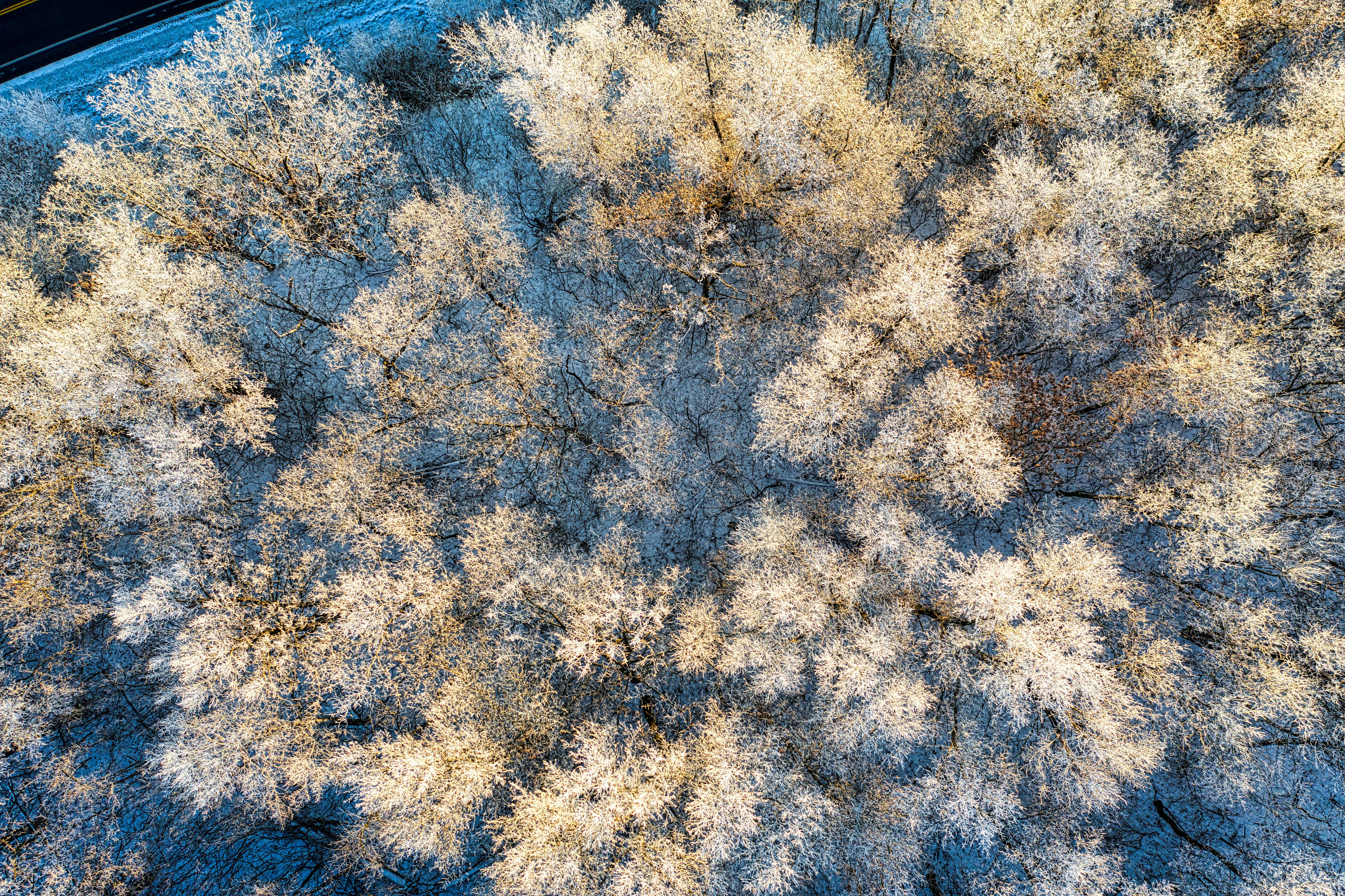 Aerial View of Snow-Covered Trees · Free Stock Photo