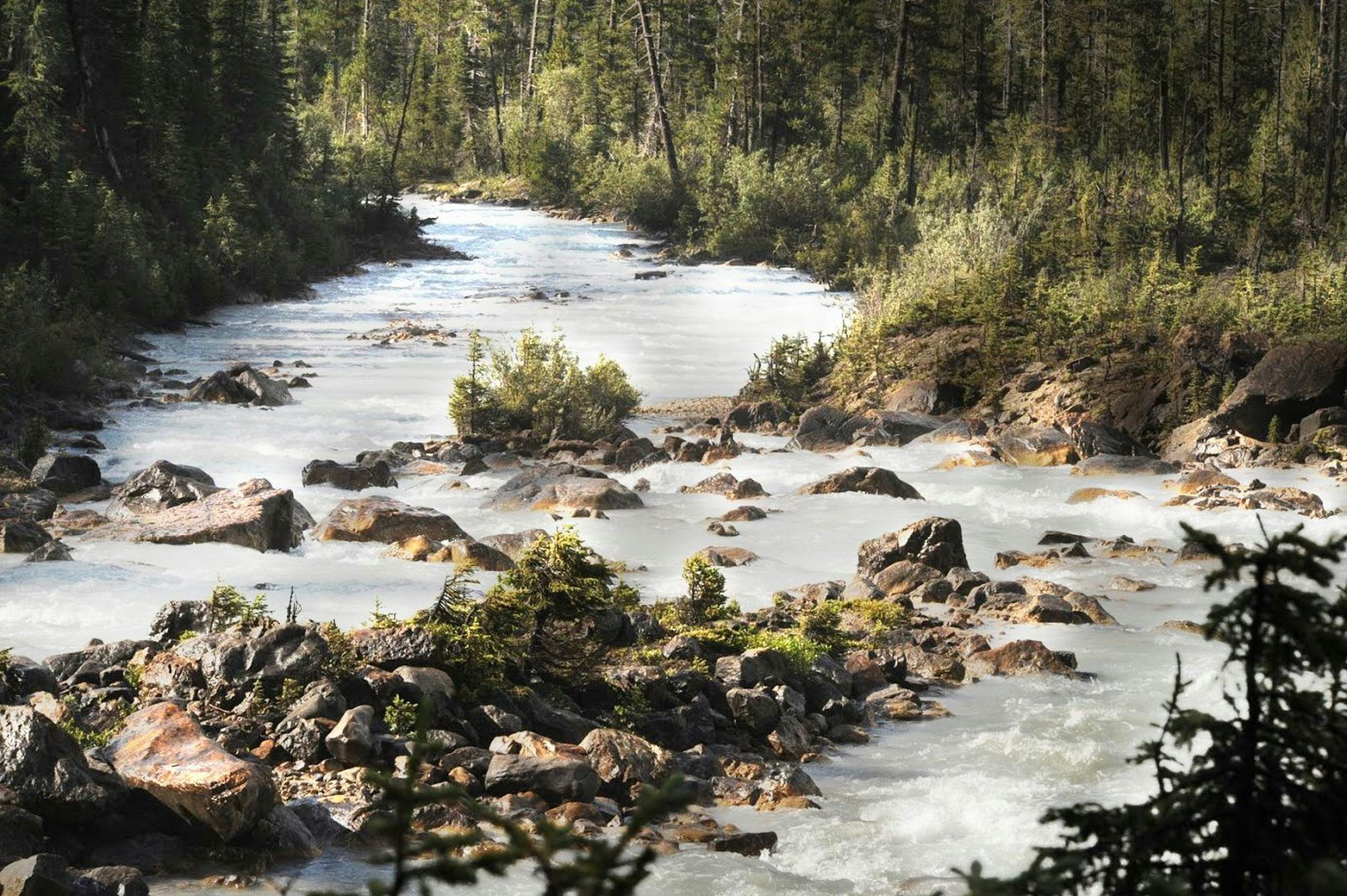 River Flowing Through Rocks in a Forest in Mountains · Free Stock Photo