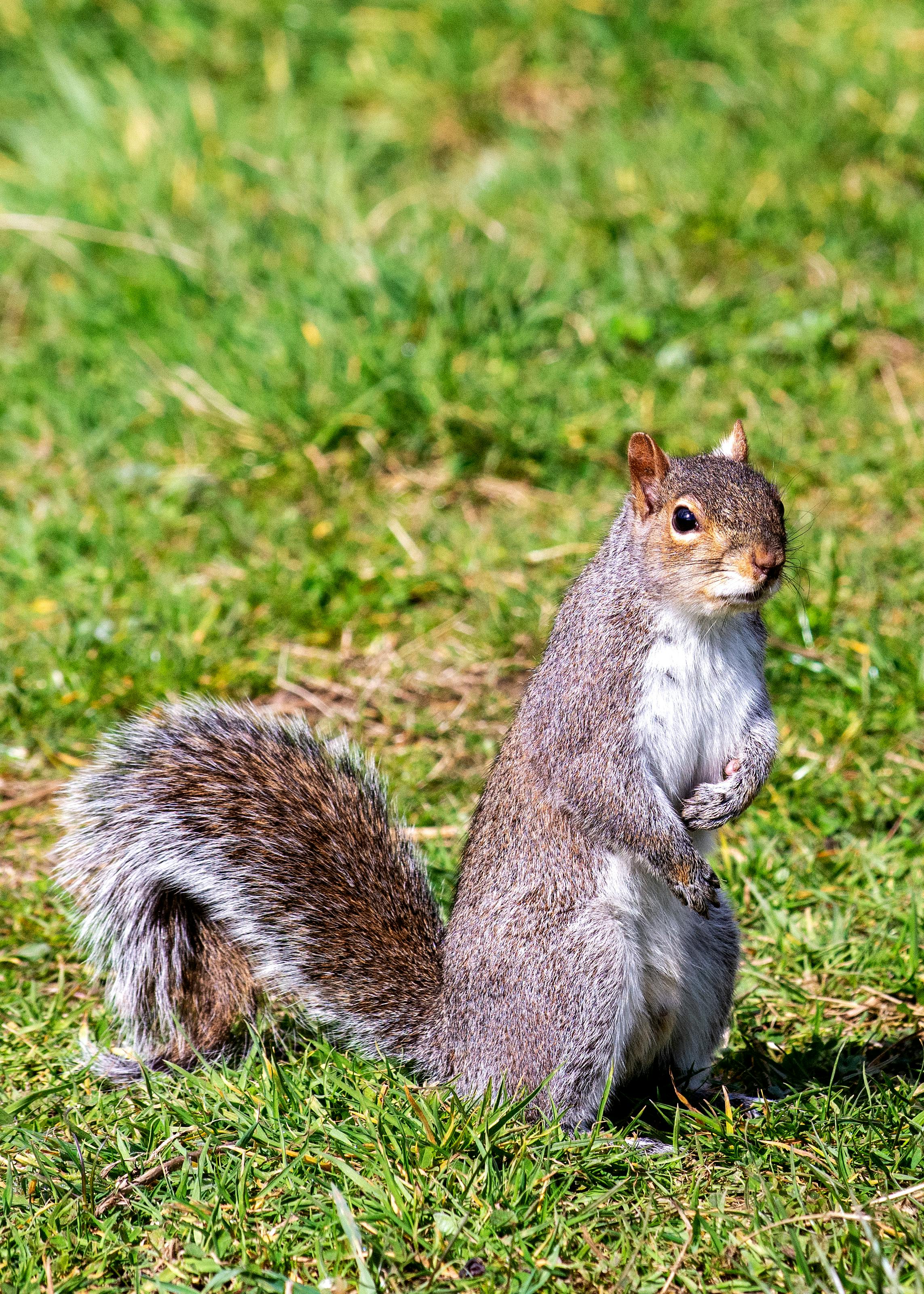Eastern Gray Squirrel on Green Grass · Free Stock Photo