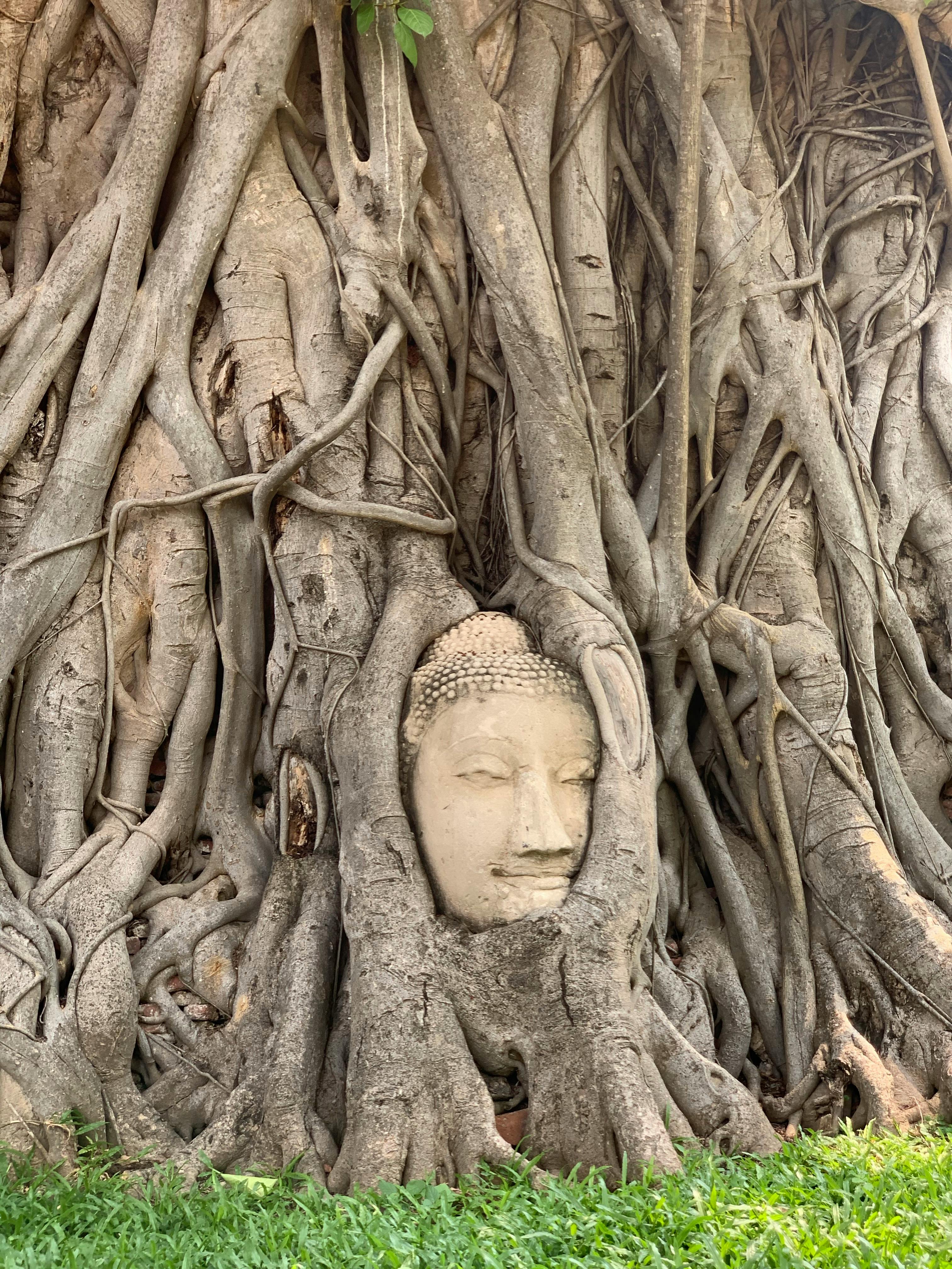 Buddha Head in Ancient Tree Outdoors · Free Stock Photo