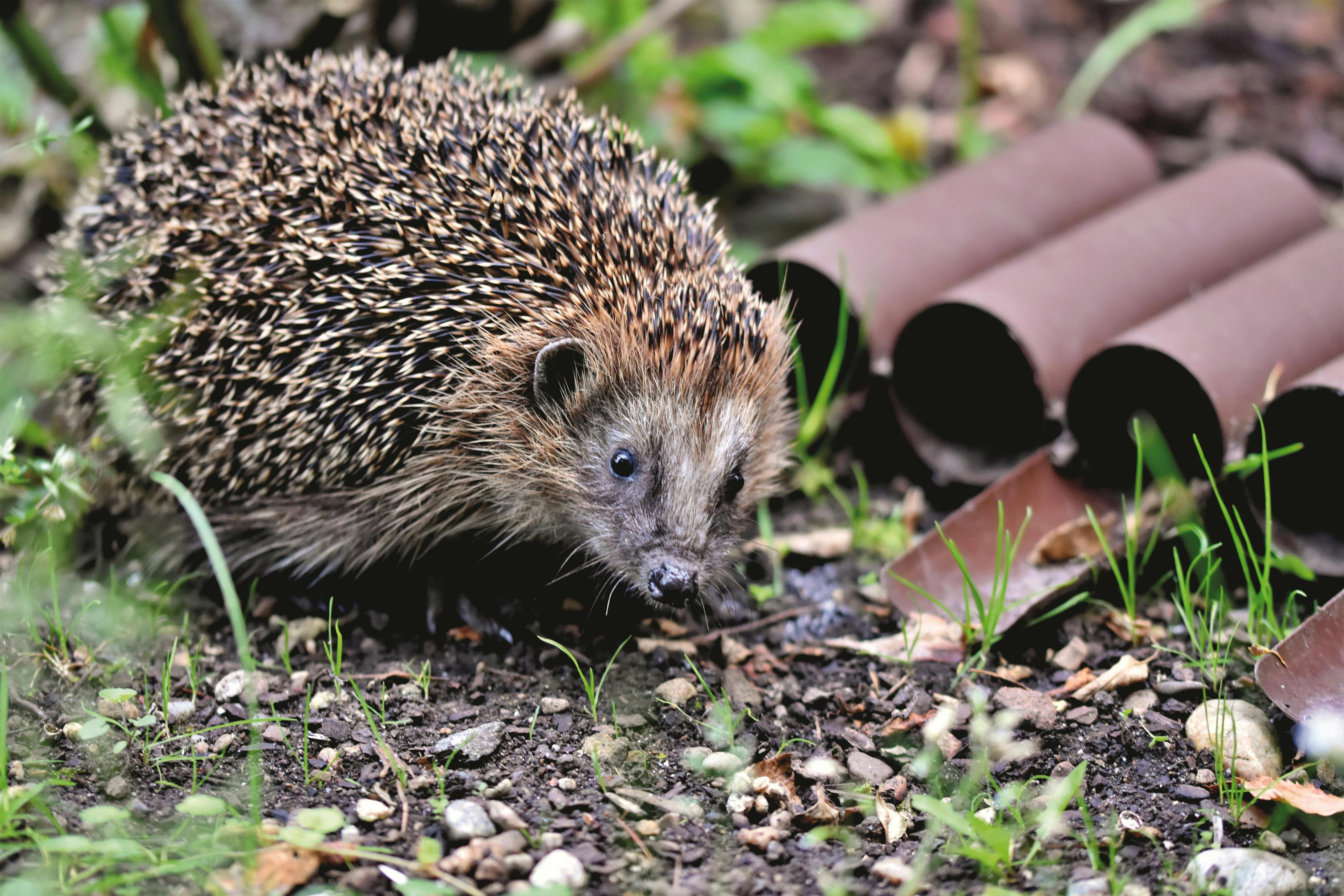 Close-up Shot of a Hedgehog on the Ground · Free Stock Photo