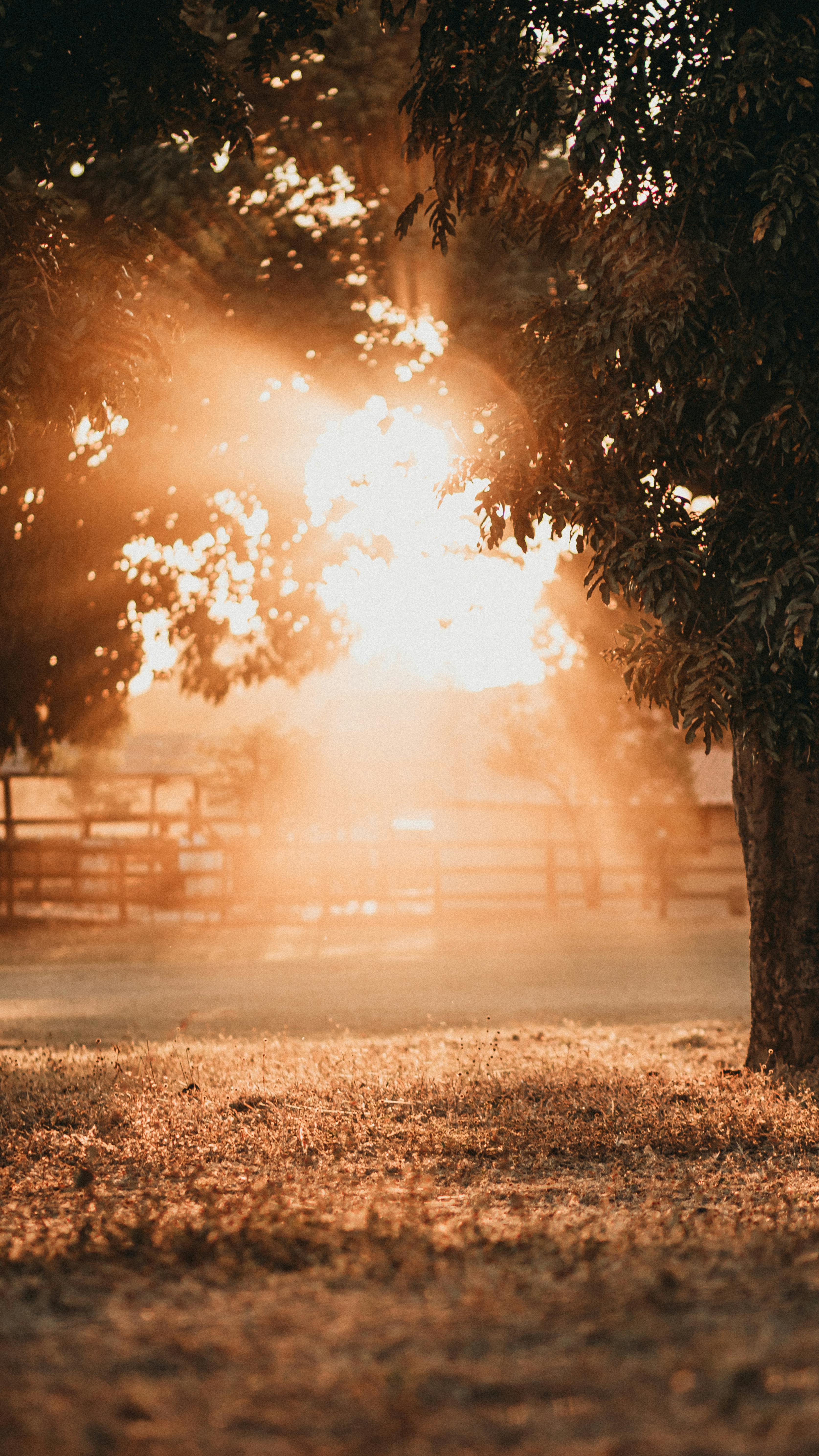 A Tree Outside · Free Stock Photo