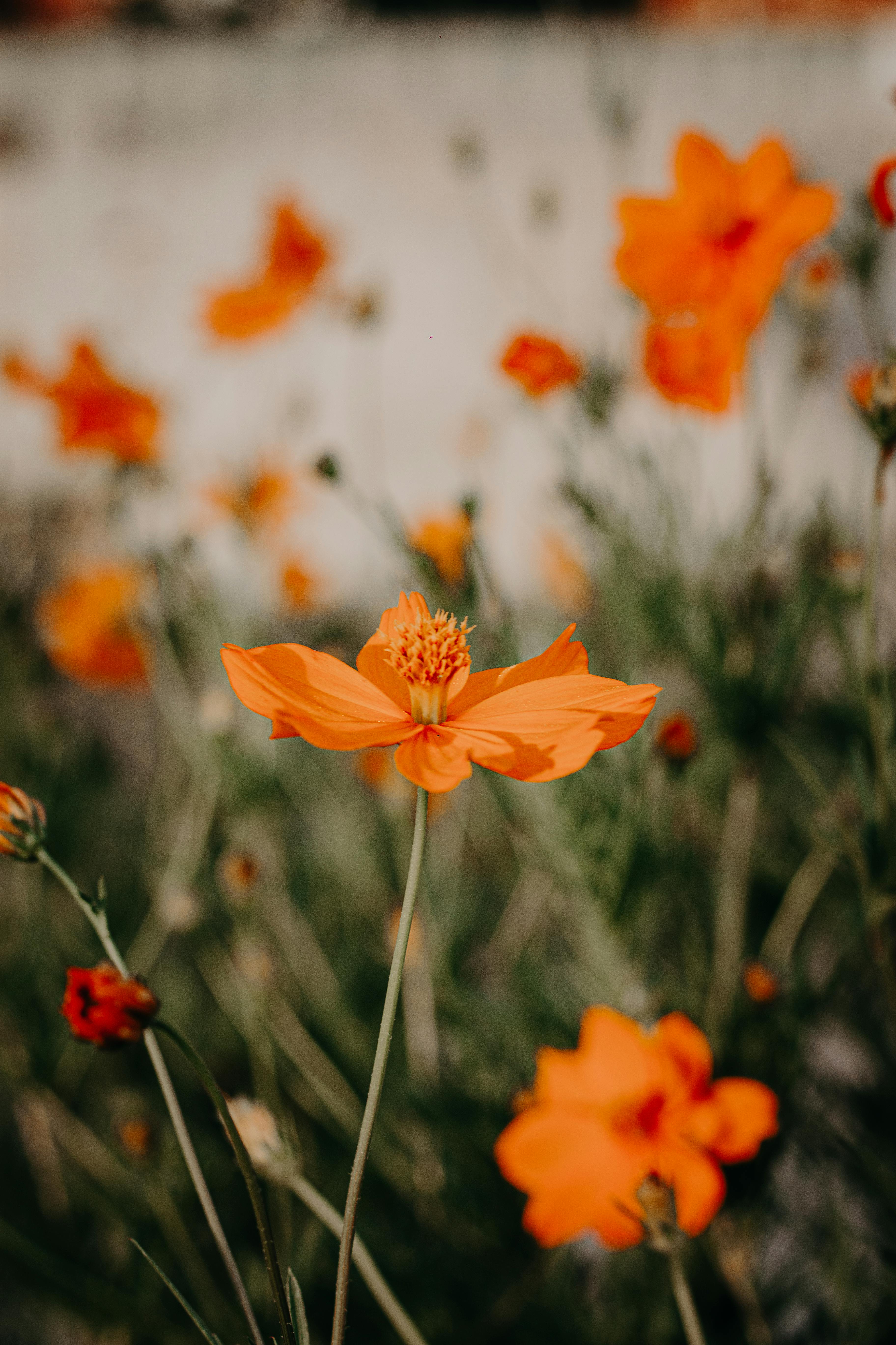 Scanned Flower Petals · Free Stock Photo