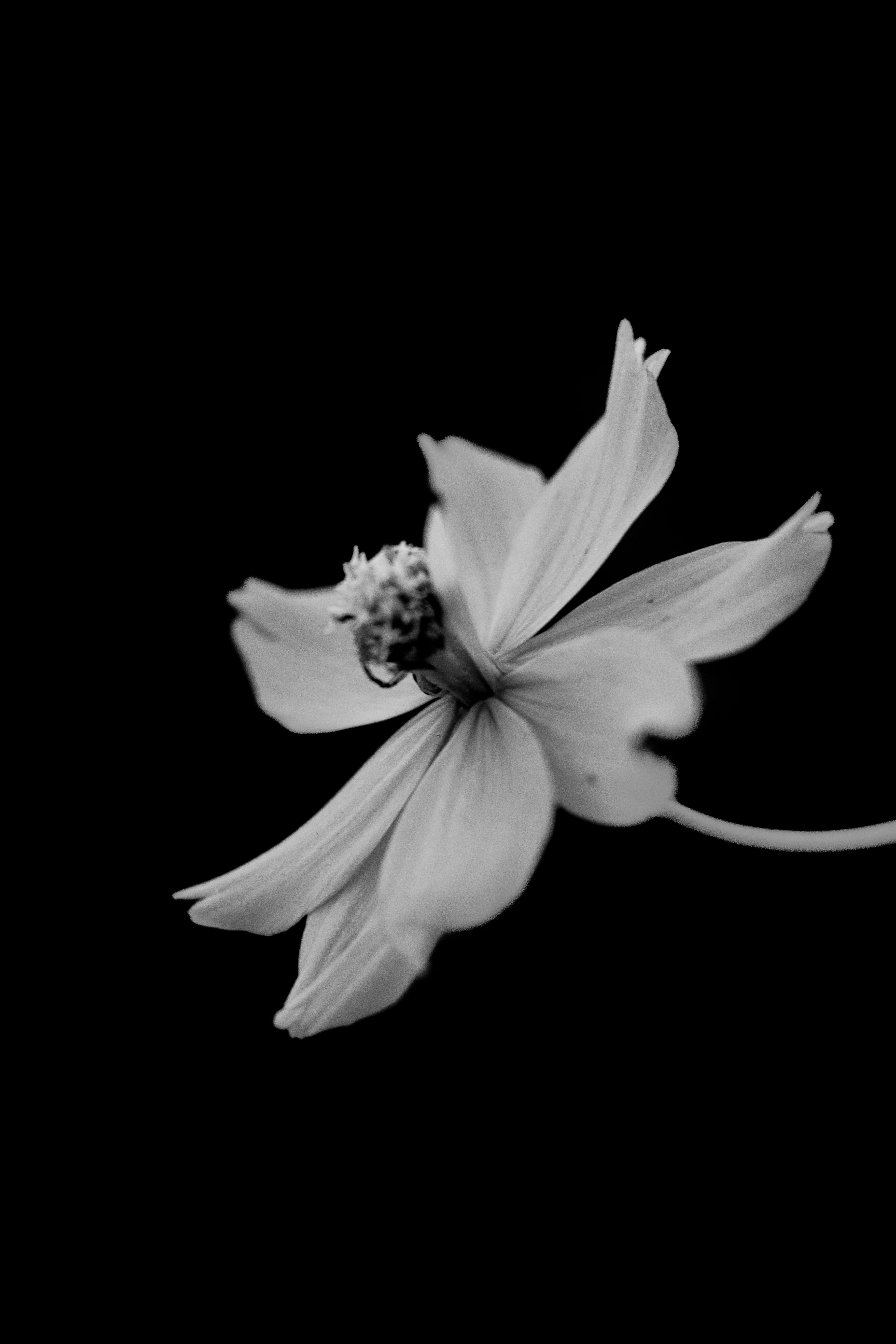 Grayscale Photo Of A Cluster Of Bell Flowers With Scratched Surface ...