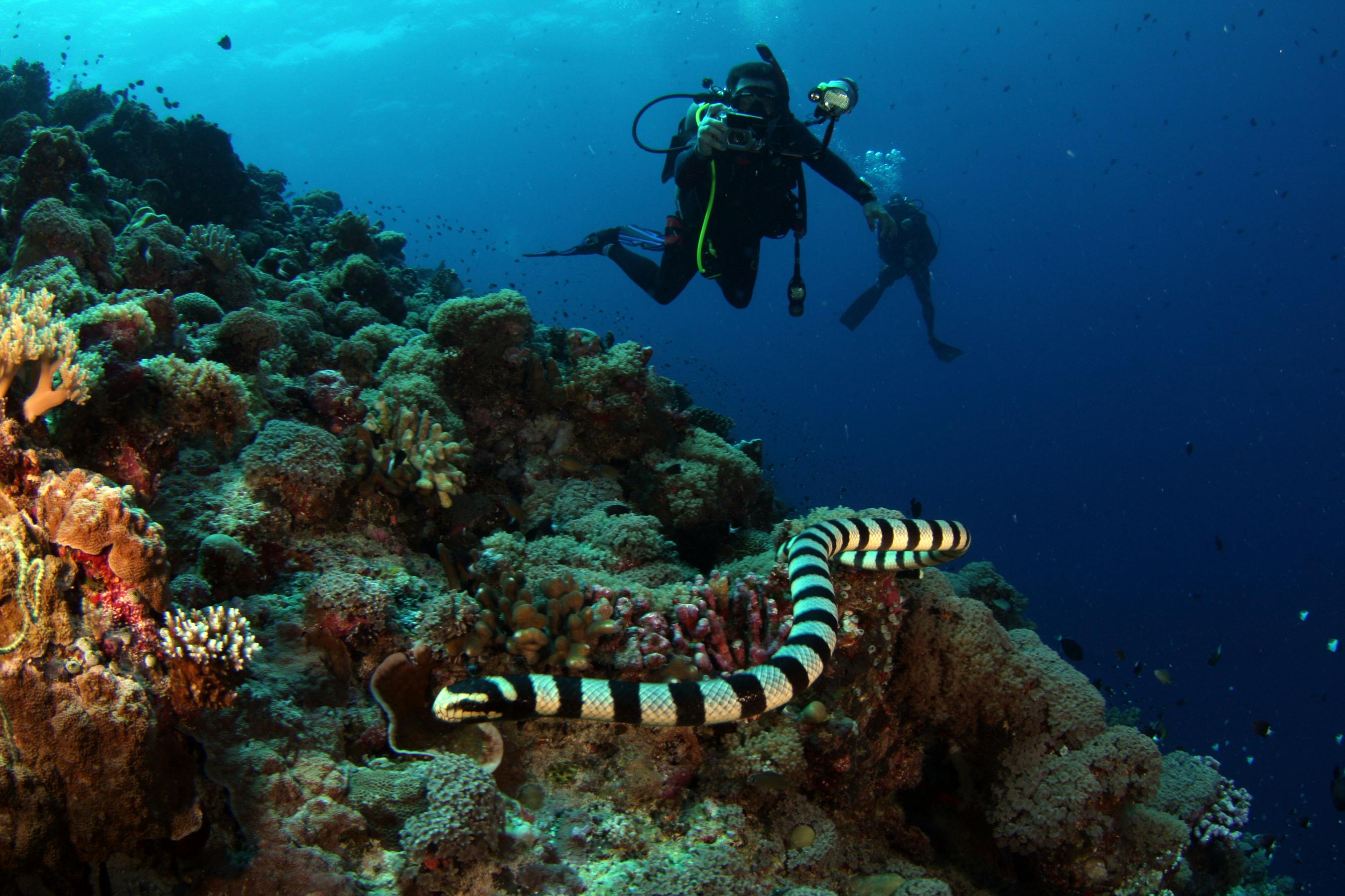 Snake near People Diving · Free Stock Photo