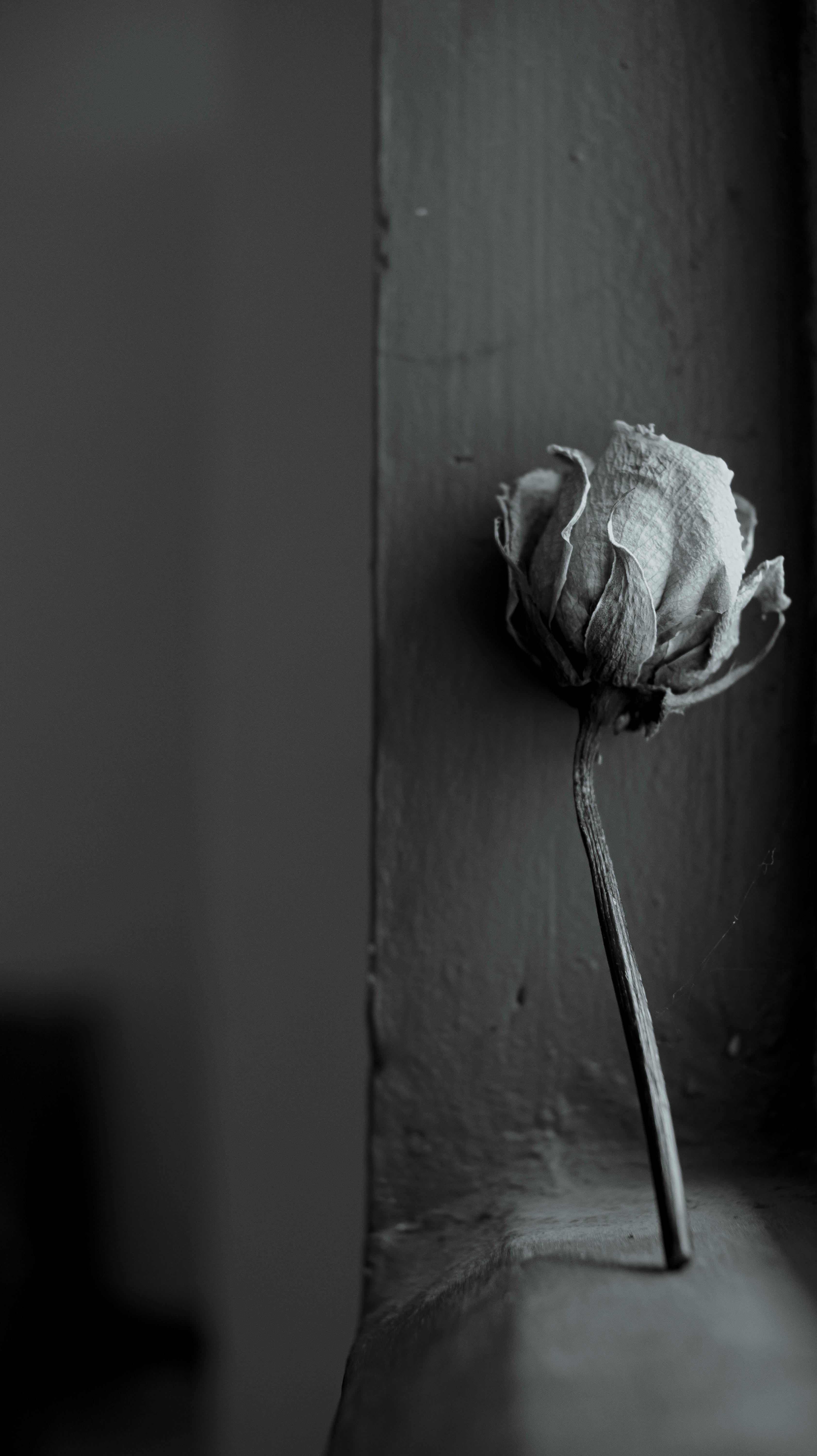 Greyscale Photo of Rose Flower · Free Stock Photo