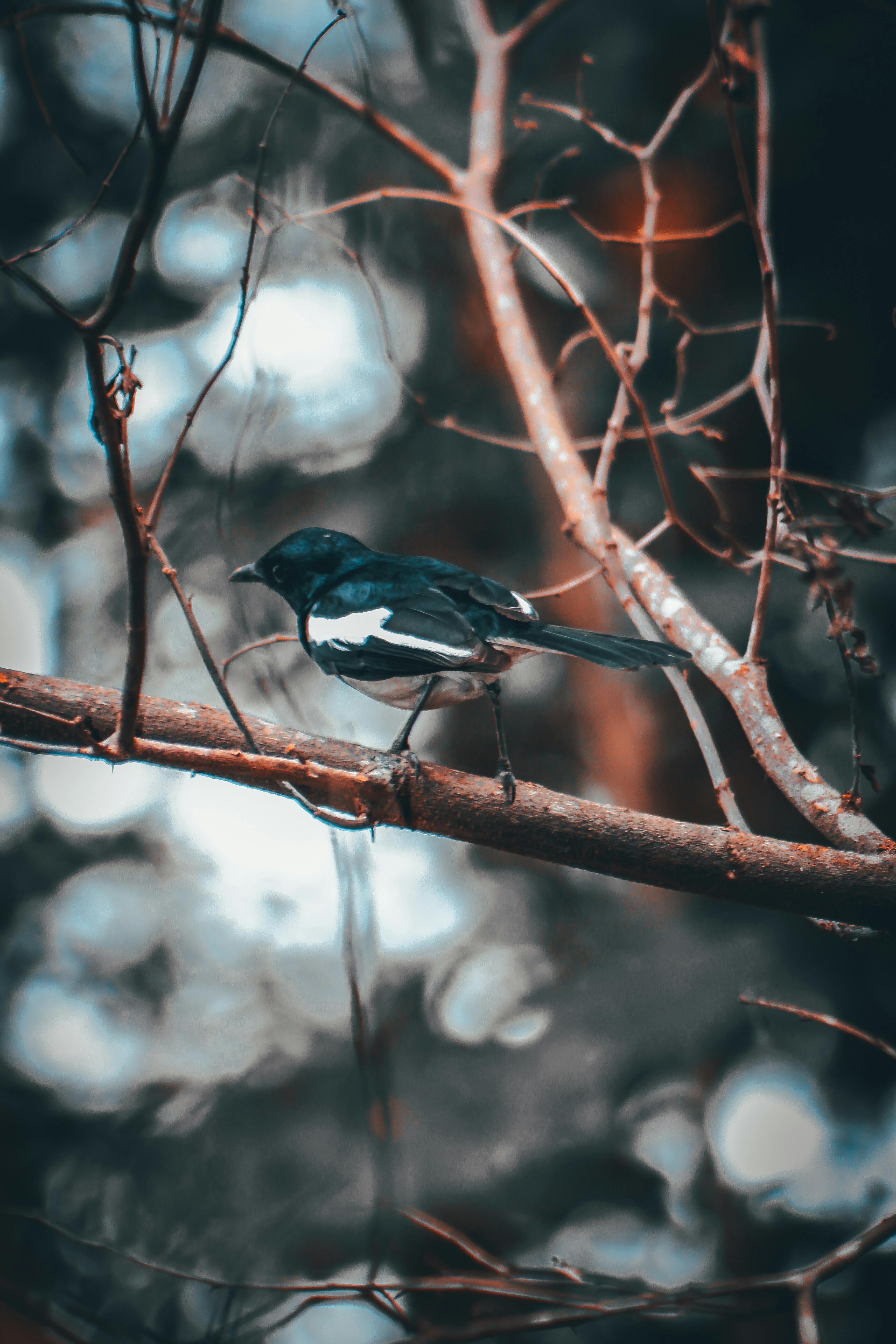 Pranto Khan - Photography