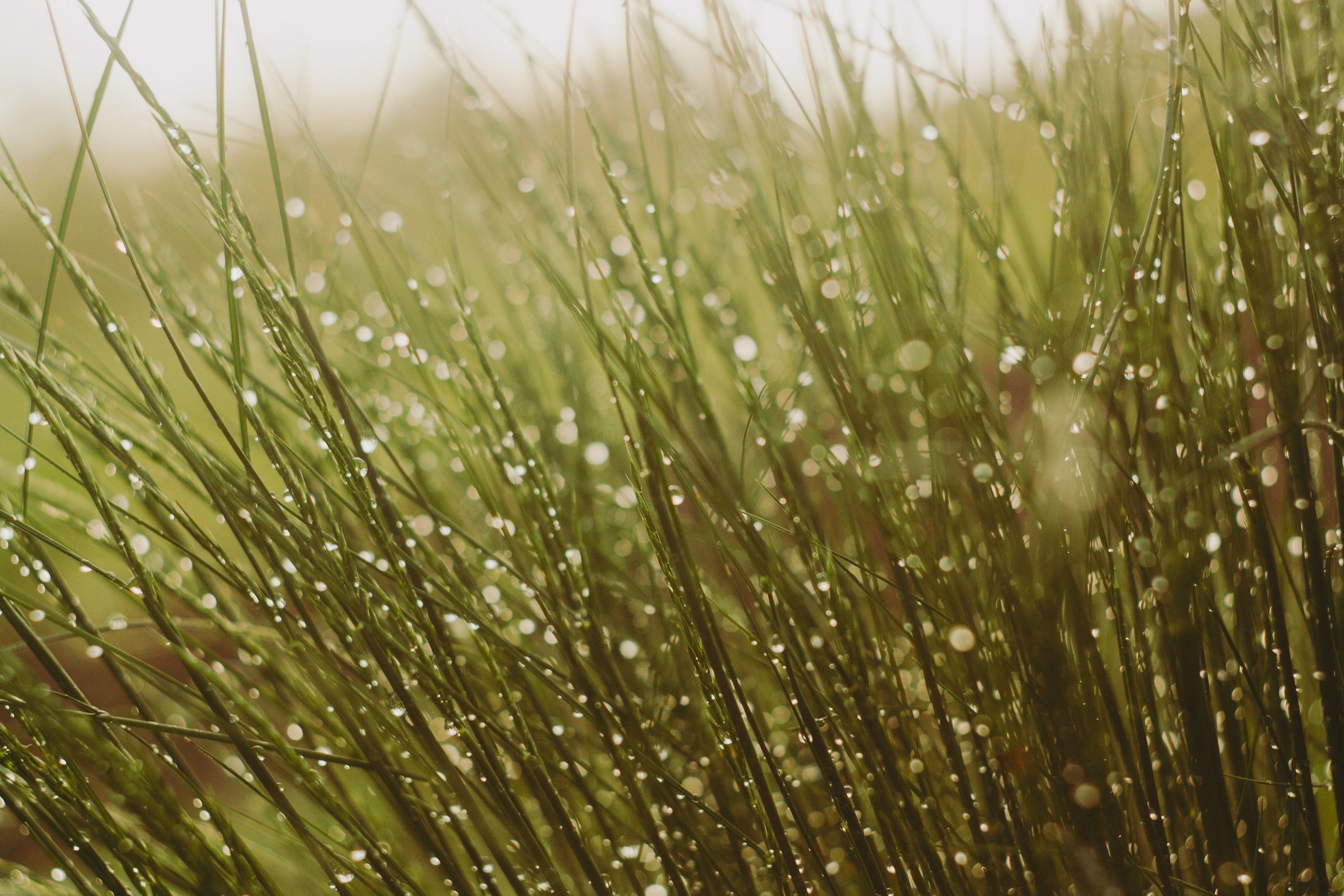 Close-Up Shot of the Grass · Free Stock Photo