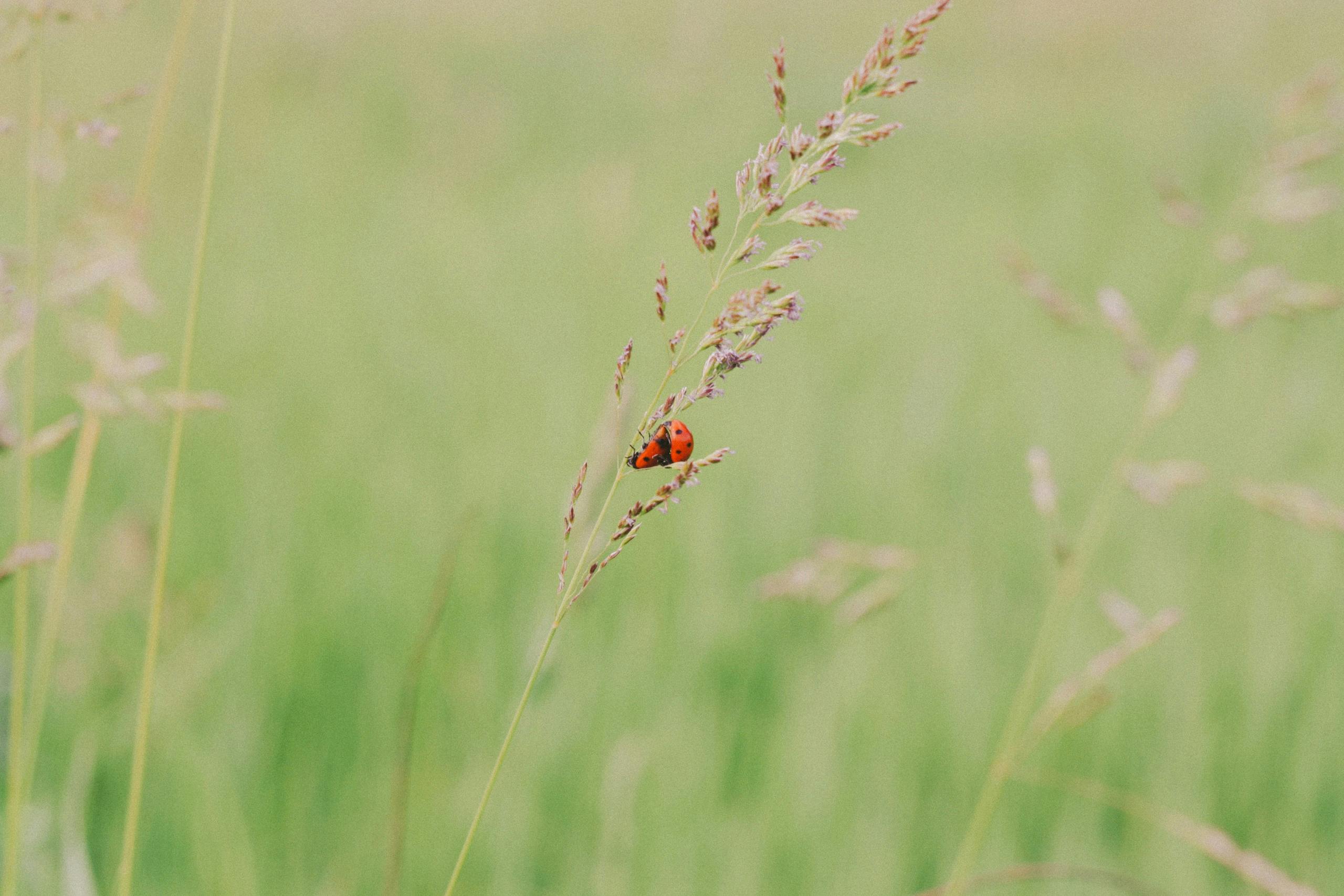 Close-Up Shot of a Ladybug on a Grass · Free Stock Photo
