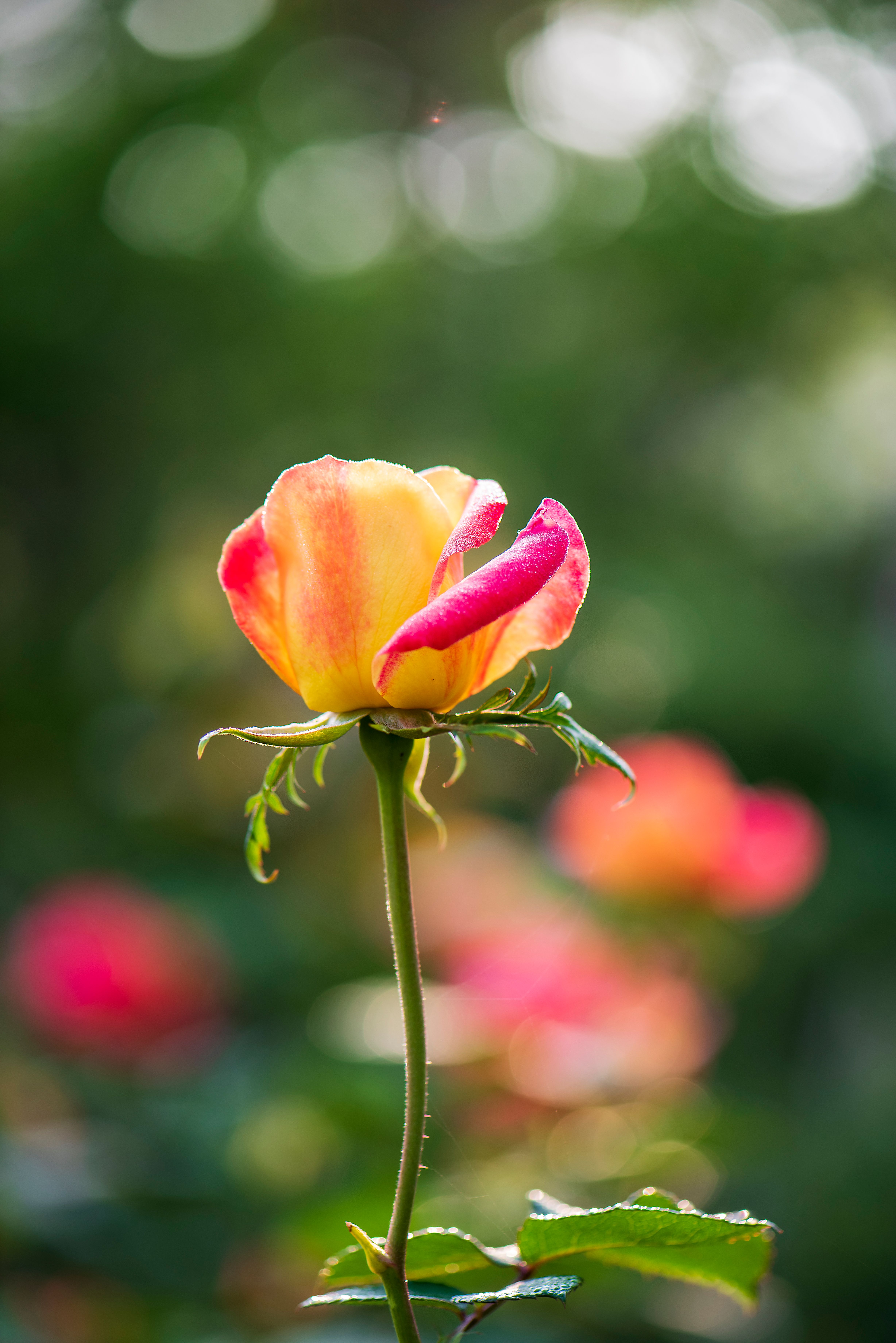 Close-Up Shot of a Rose in Bloom · Free Stock Photo