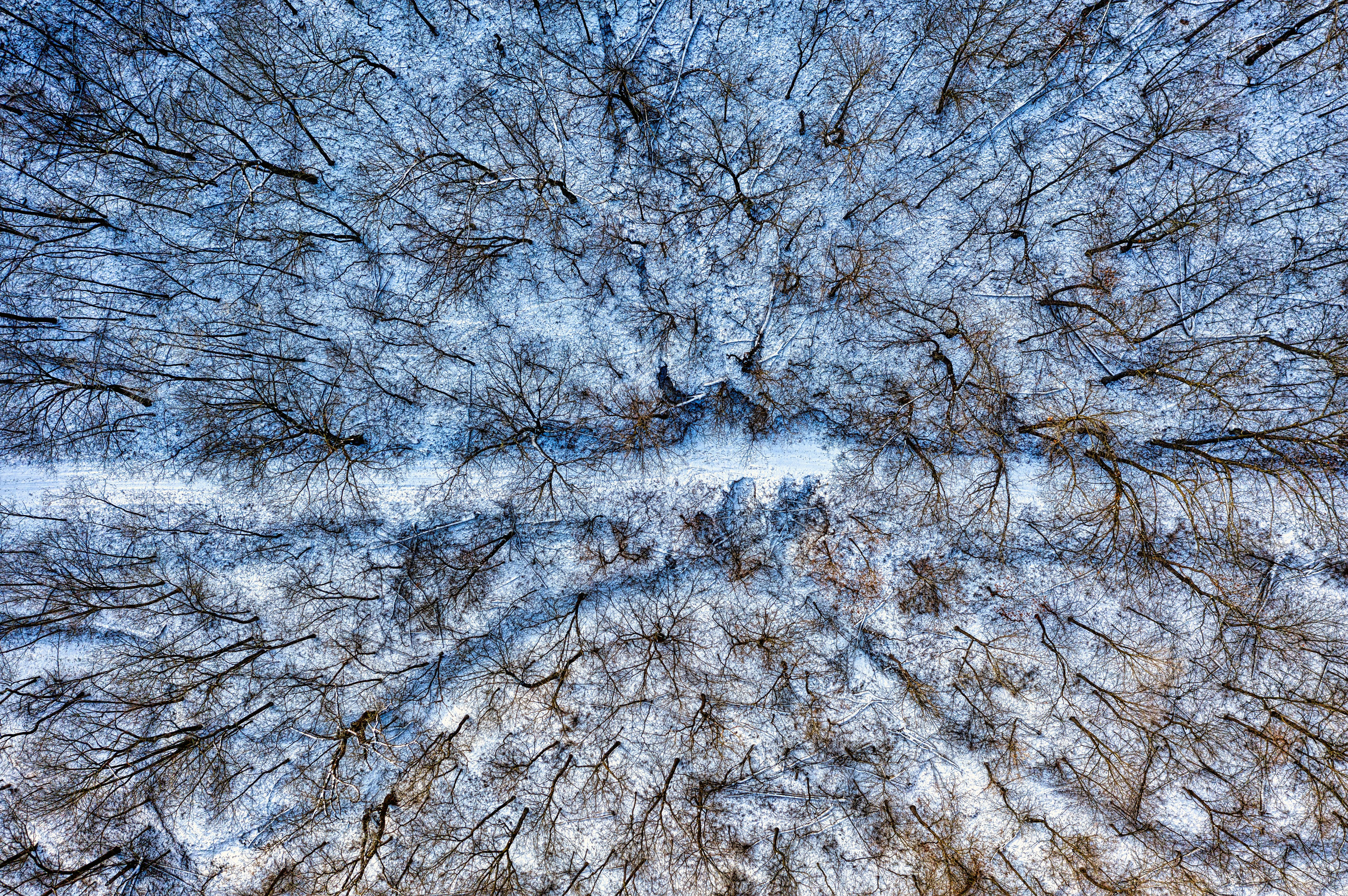 Drone Shot of Leafless Trees · Free Stock Photo