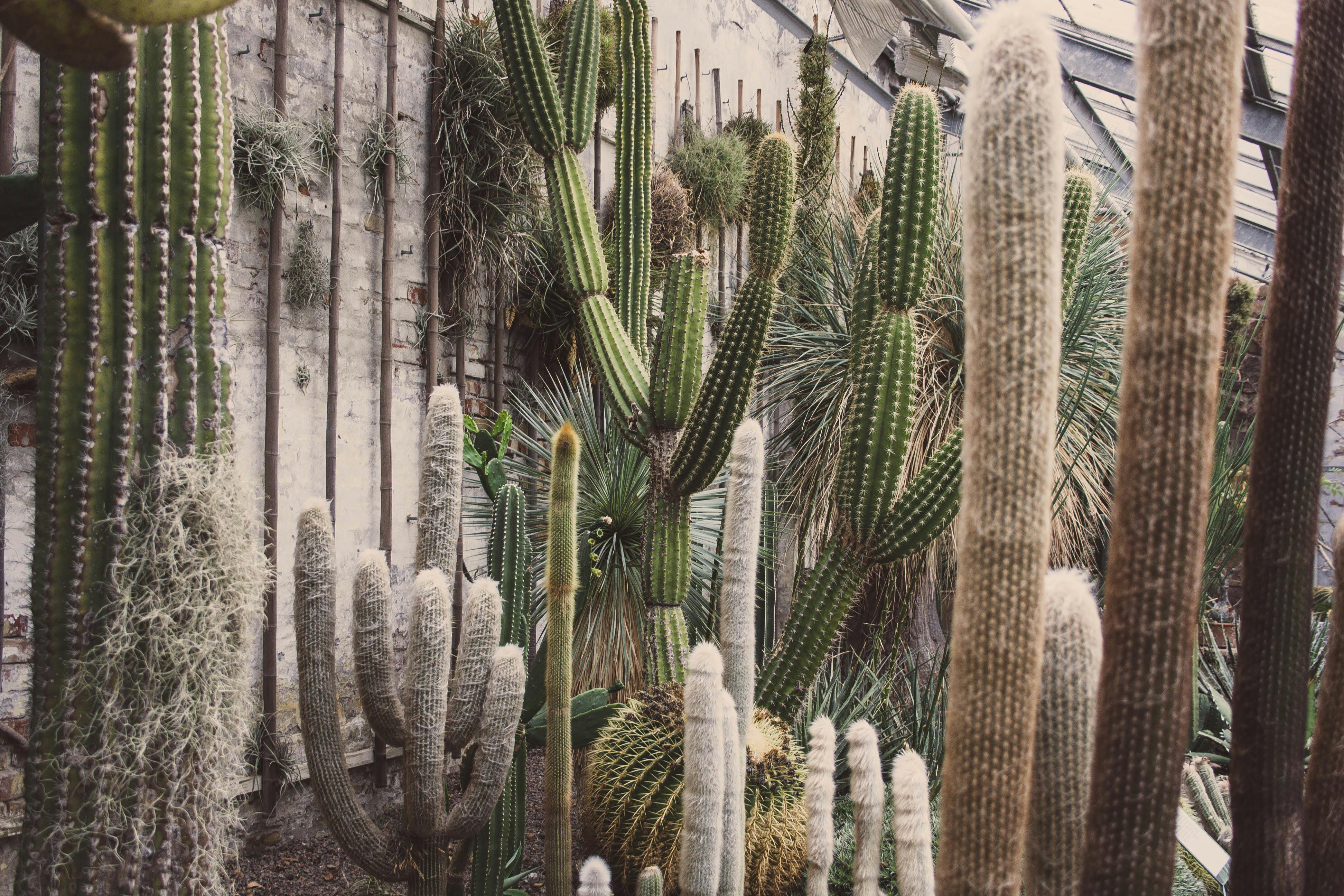 Cactus Plants Inside a Greenhouse · Free Stock Photo