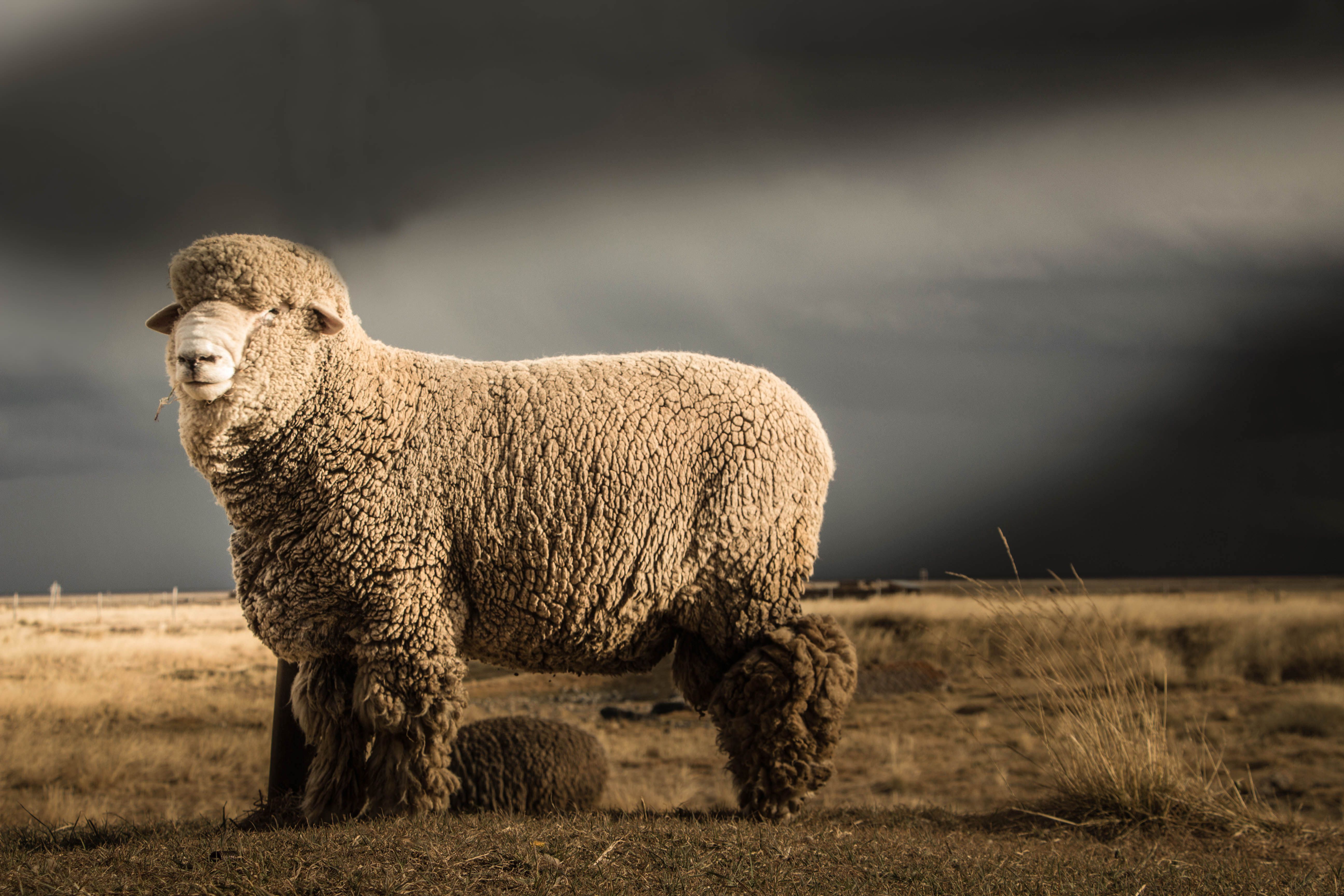 Sheep on a Field · Free Stock Photo