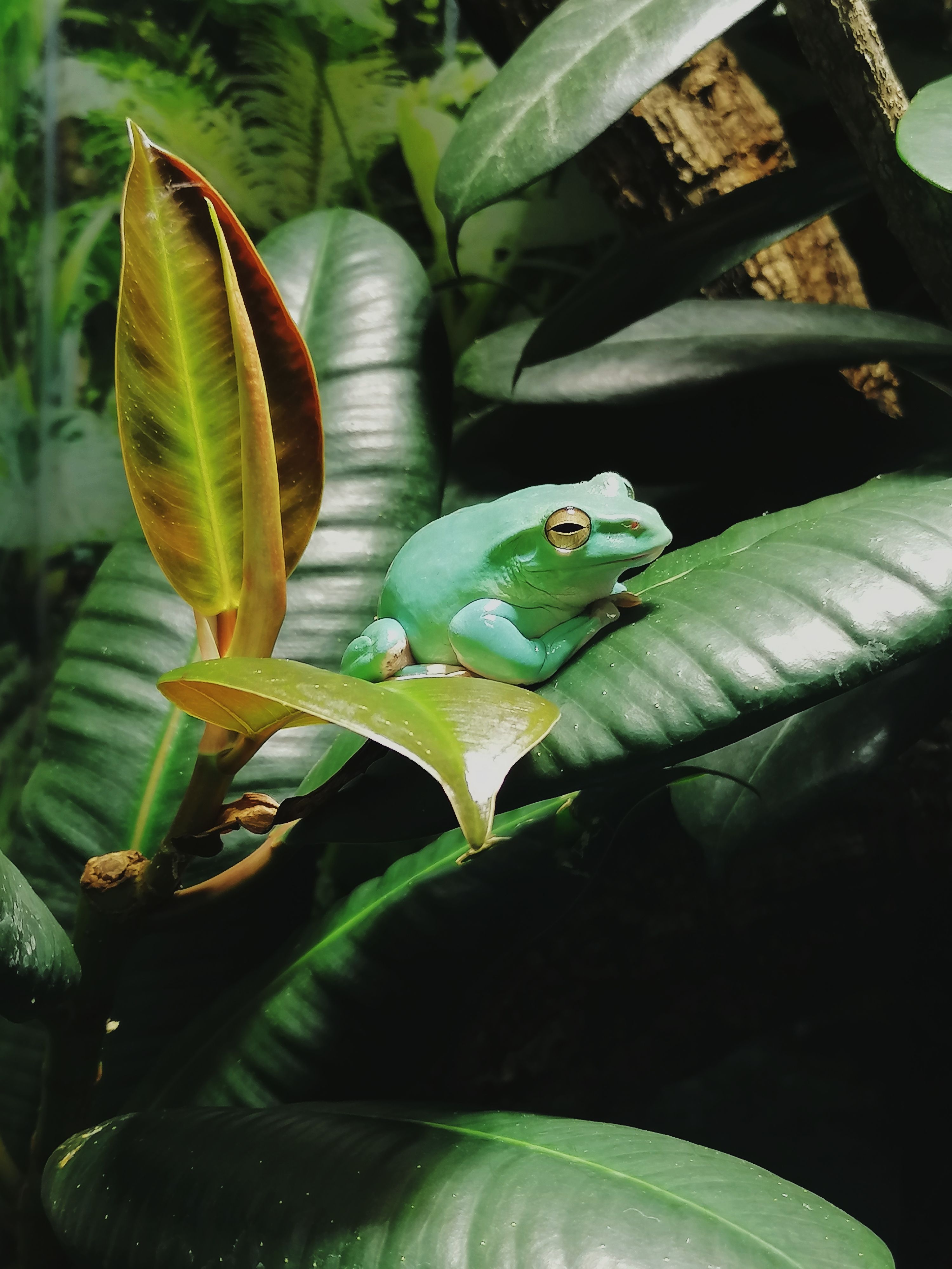 Red Parakeet on Green Leaf Plant · Free Stock Photo