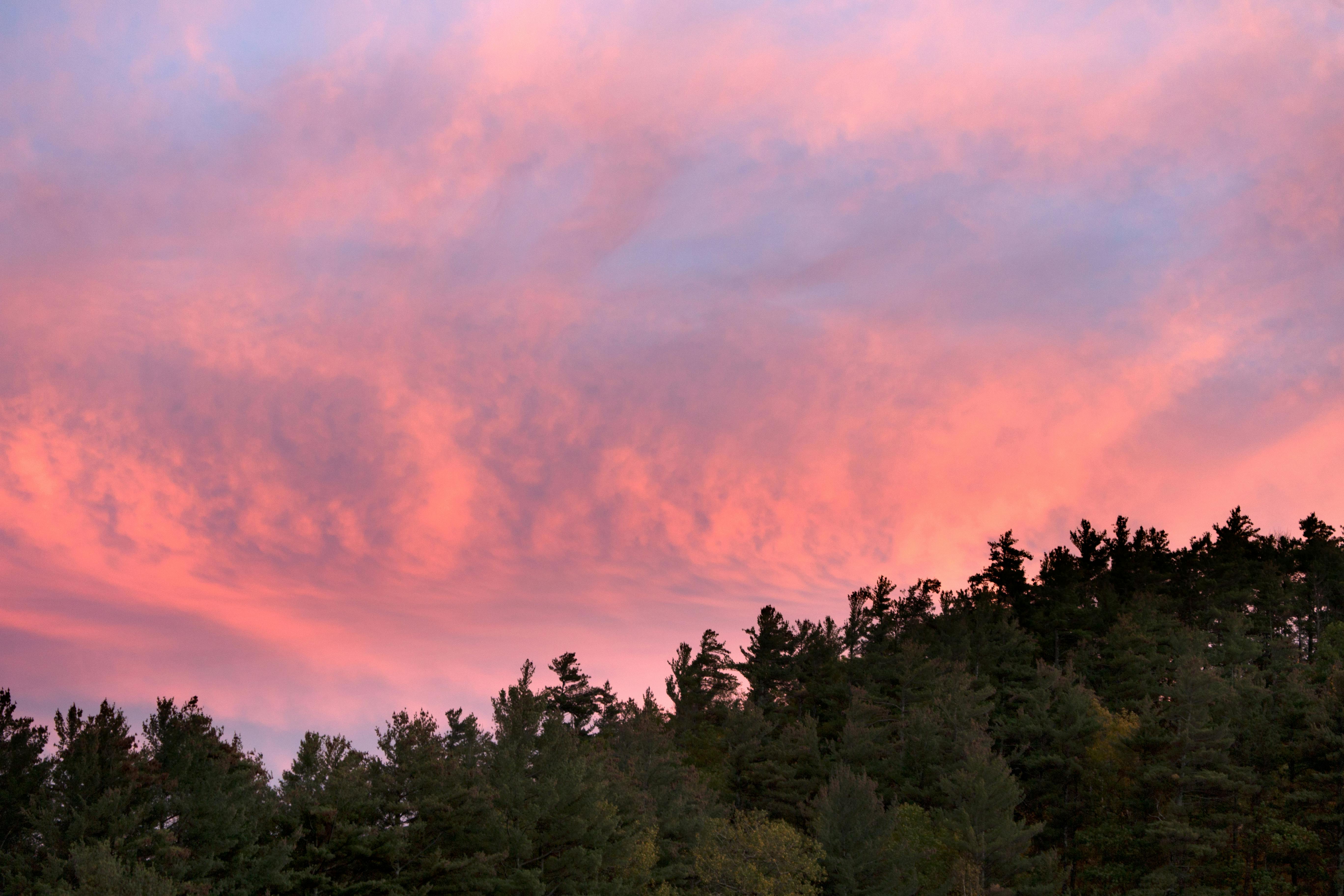 Green Forest Trees Under Pink and Blue Sky during Sunset · Free Stock Photo