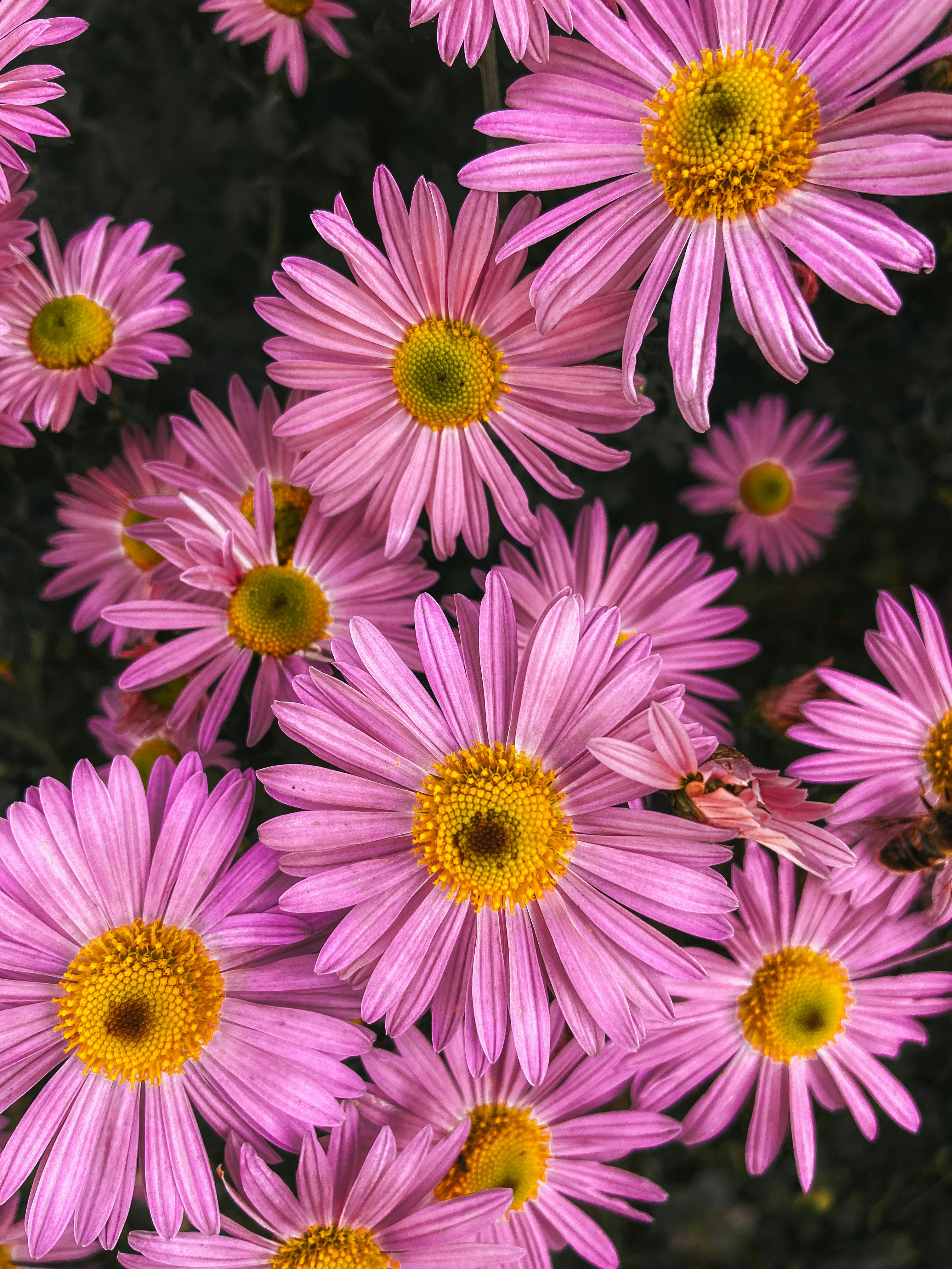 Pink Bushes Photos, Download The BEST Free Pink Bushes Stock Photos ...