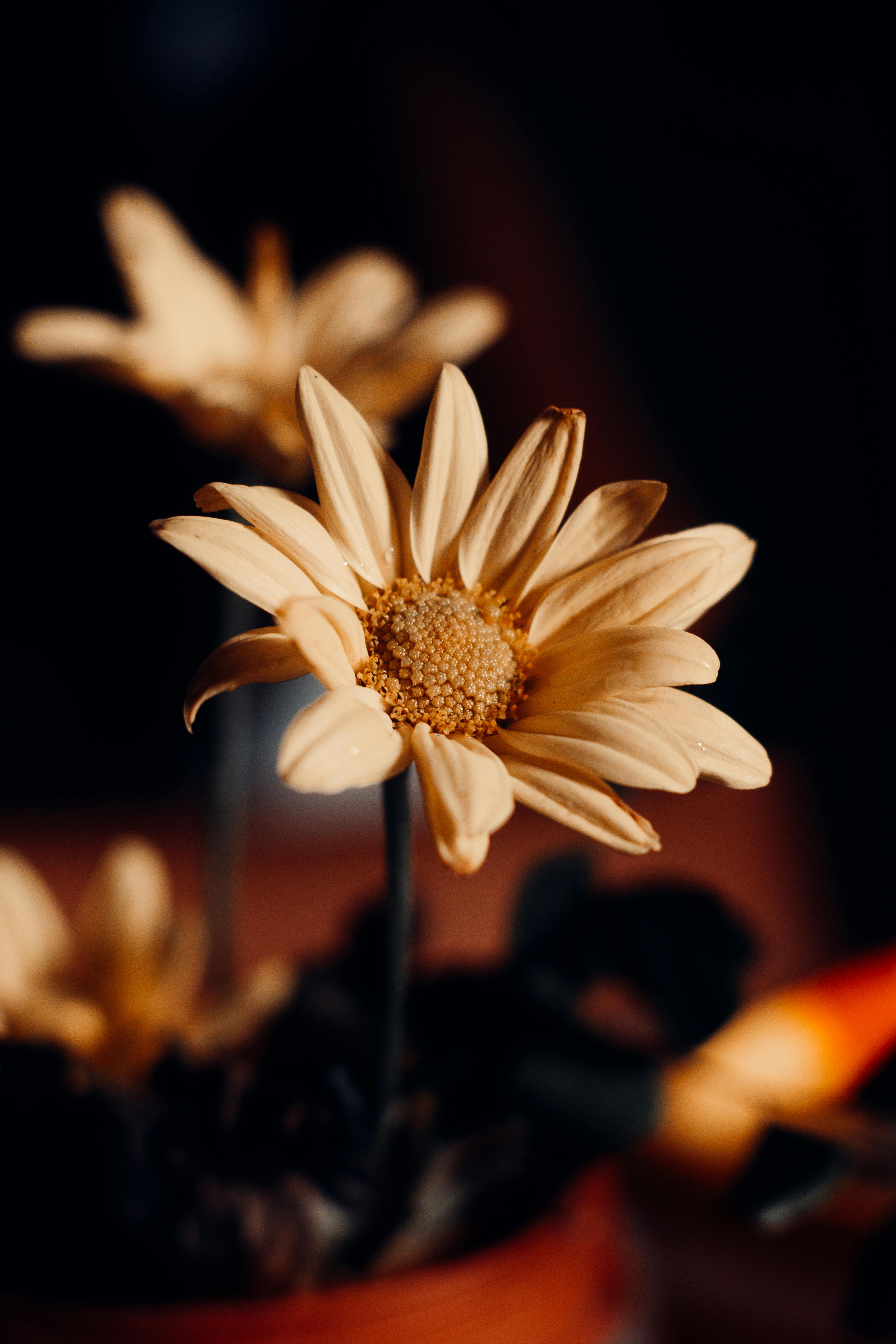 Macro Photo of Orange Flowers · Free Stock Photo