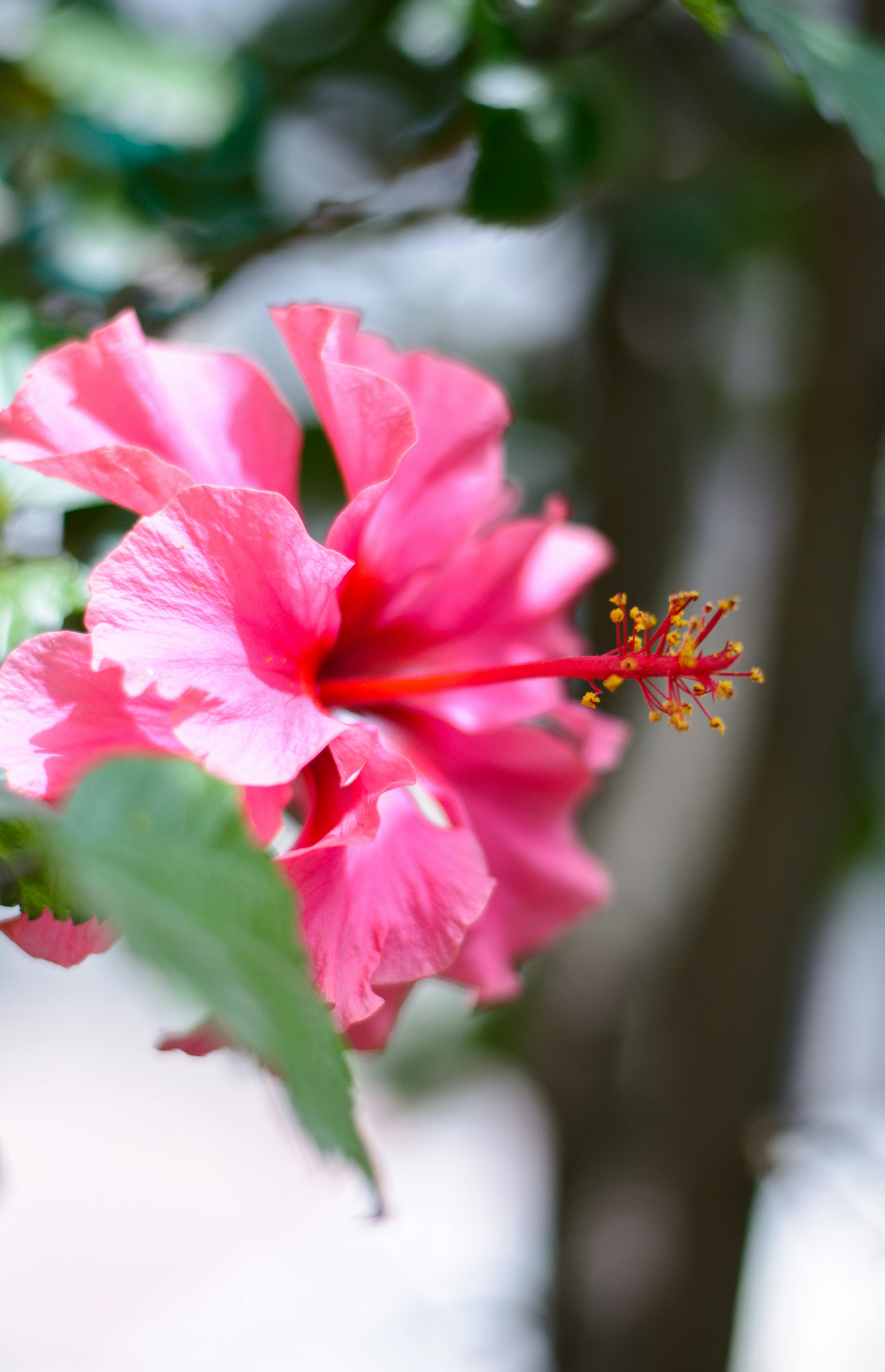 Flower Stigma Photos, Download The BEST Free Flower Stigma Stock Photos ...