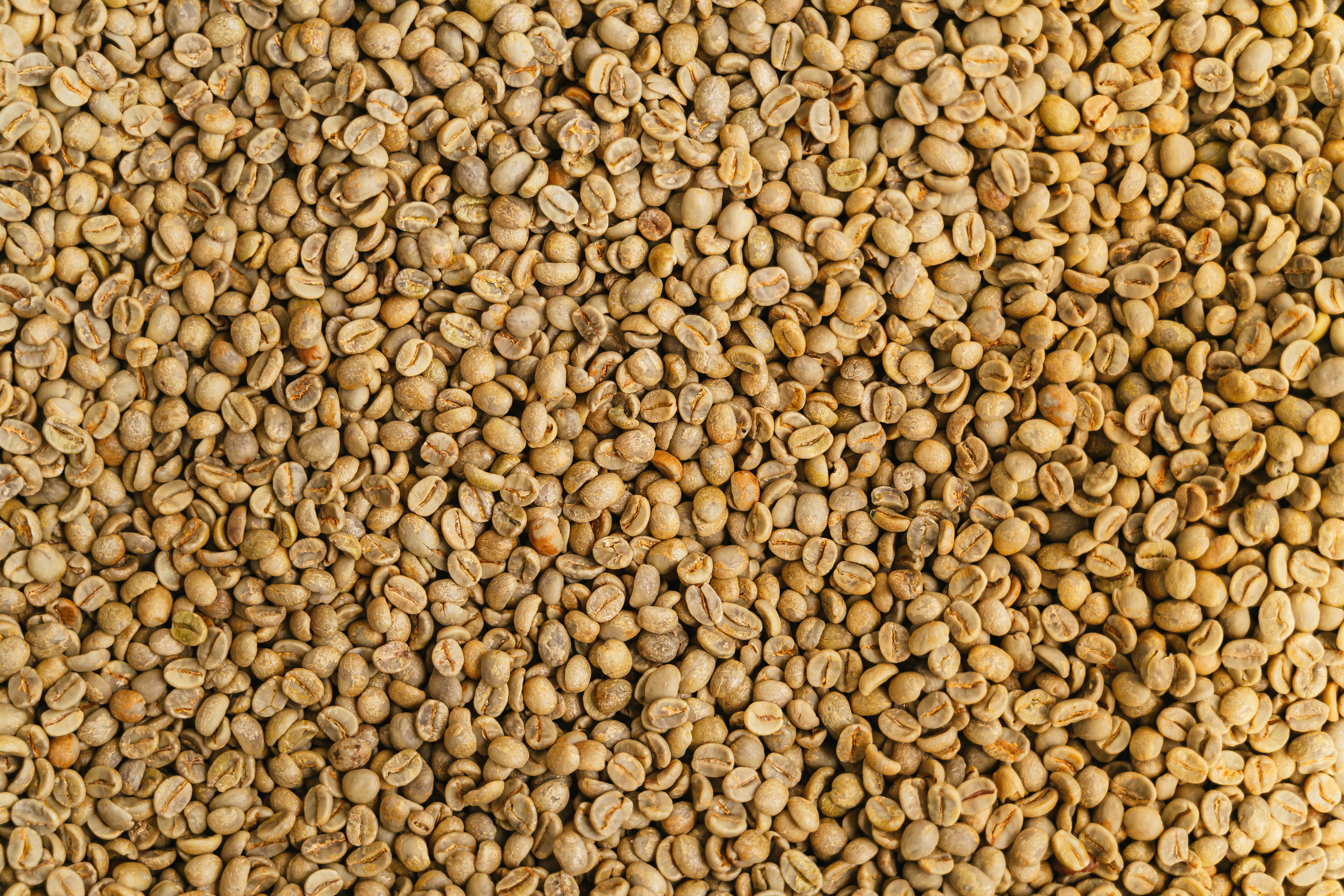 Beige Coffee Beans Before Roasting · Free Stock Photo