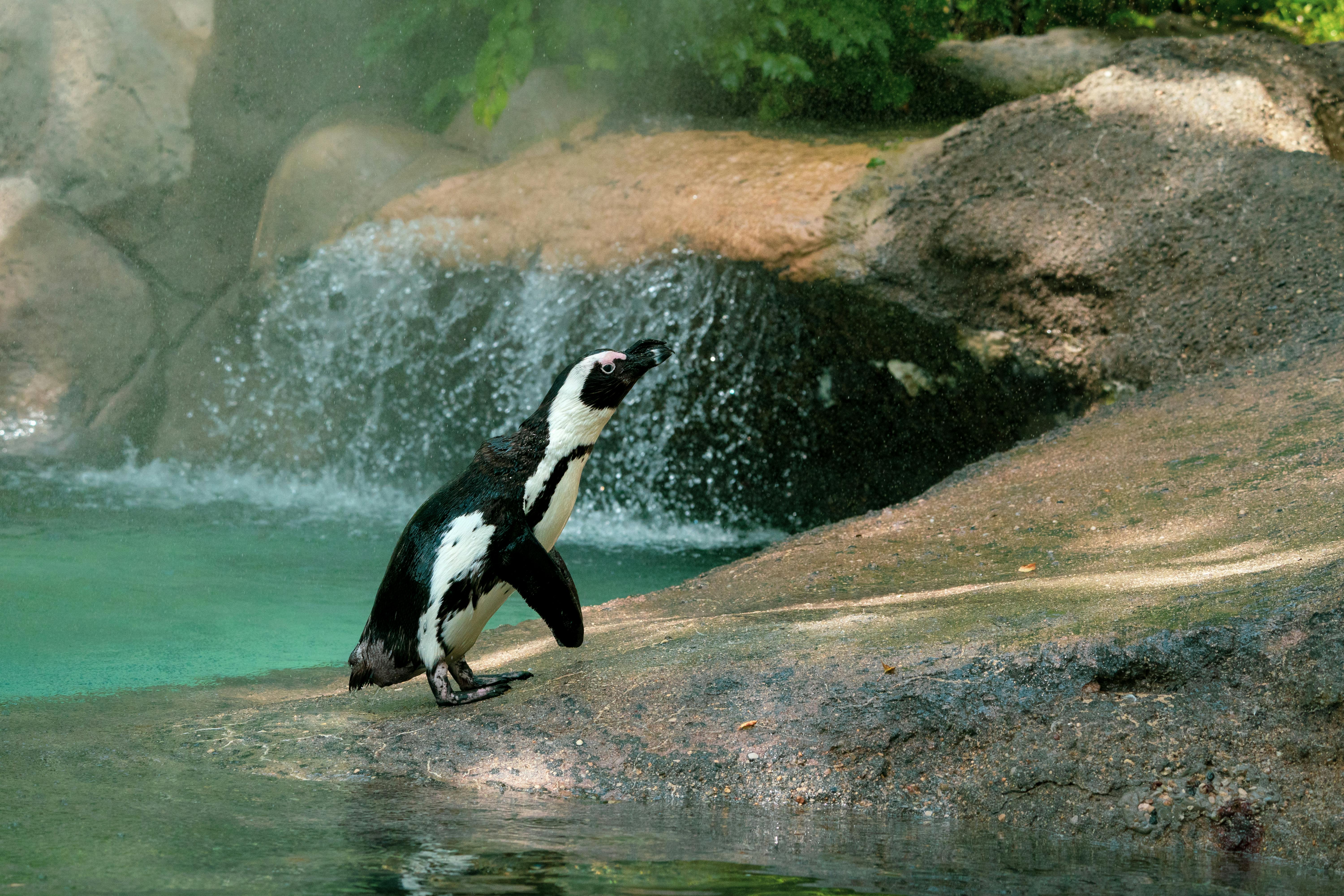 An African Penguin Standing on a Rock · Free Stock Photo