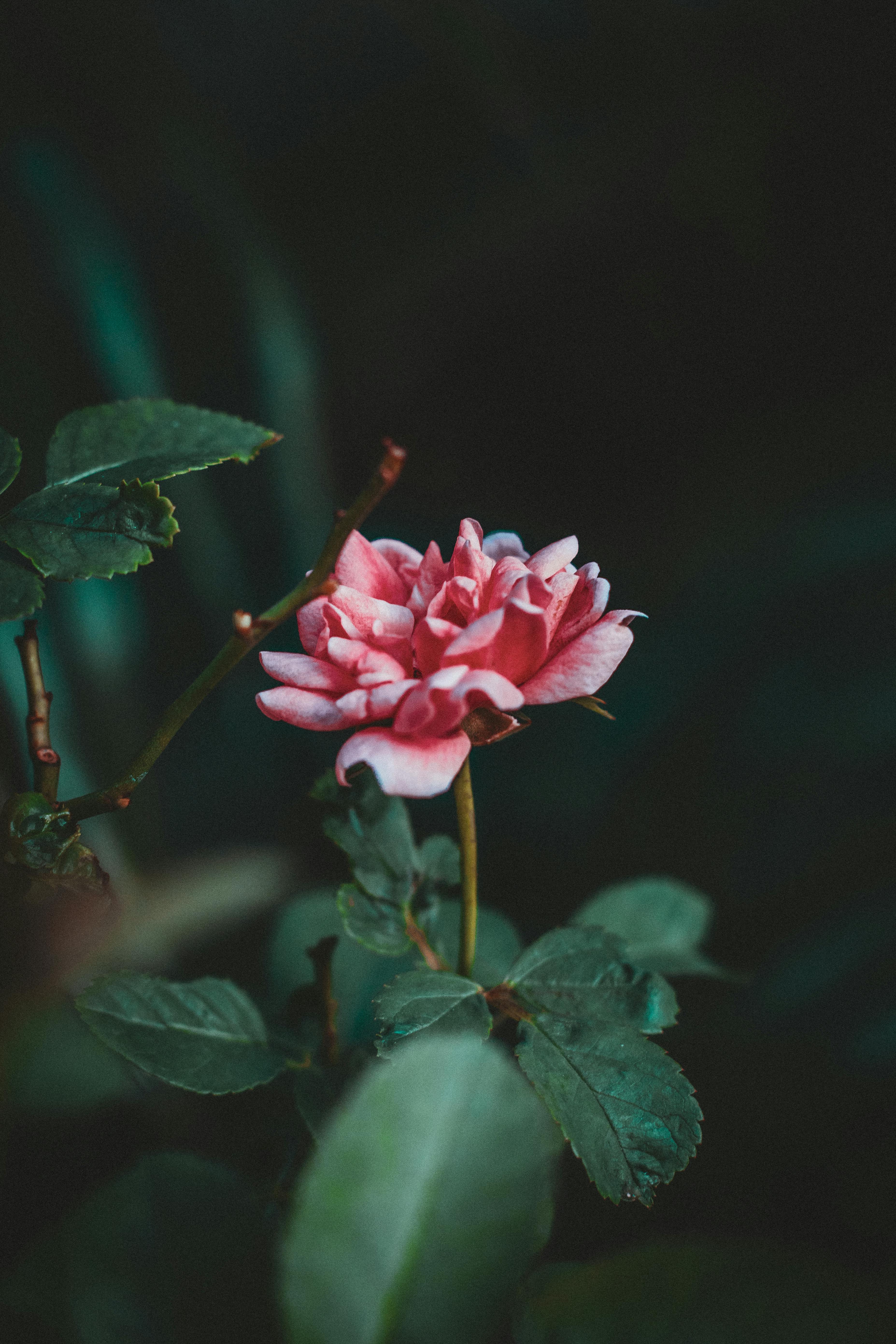 Selective Focus of Garden Rose Flowers · Free Stock Photo