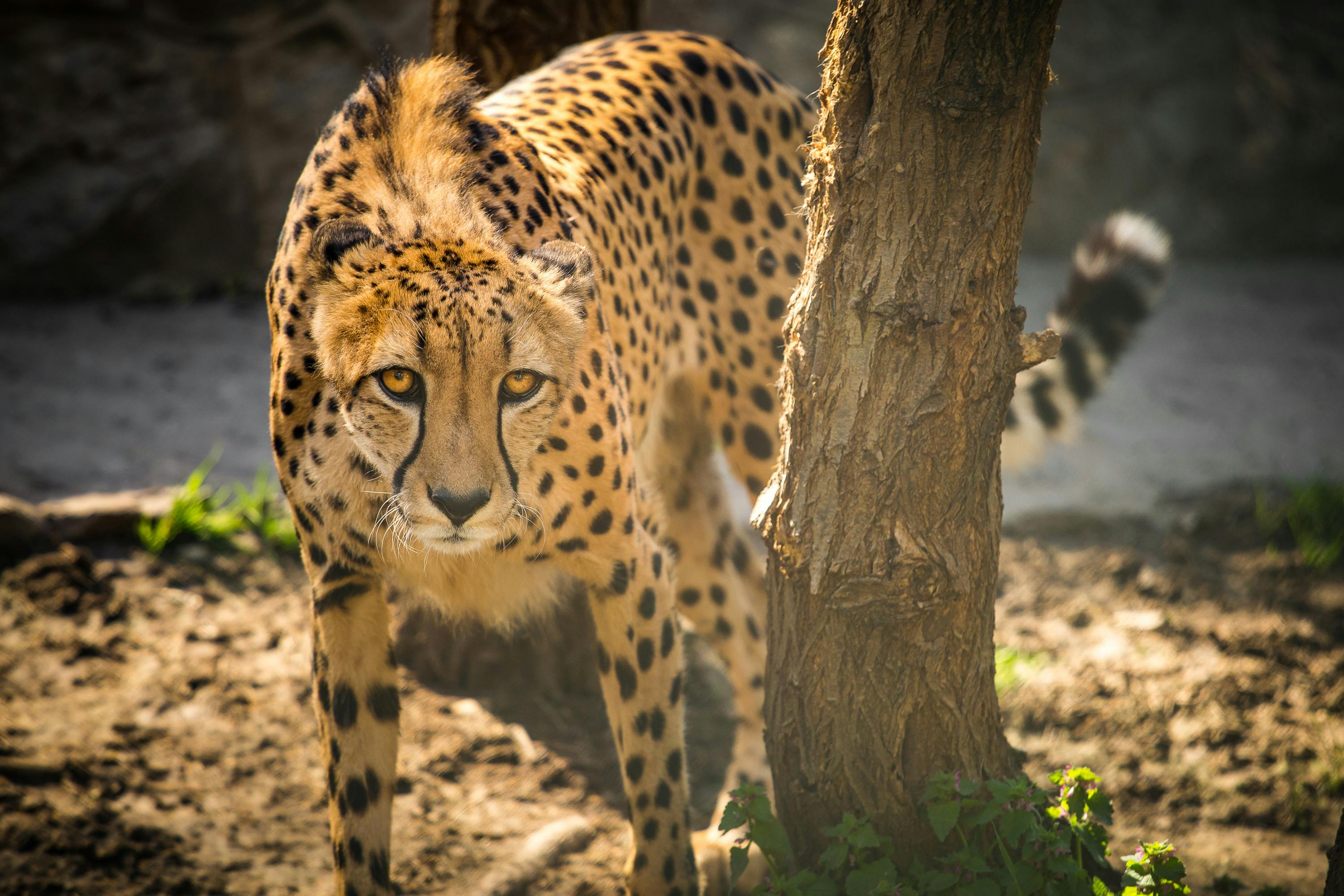 Photo of a Cheetah Near a Brown Tree · Free Stock Photo