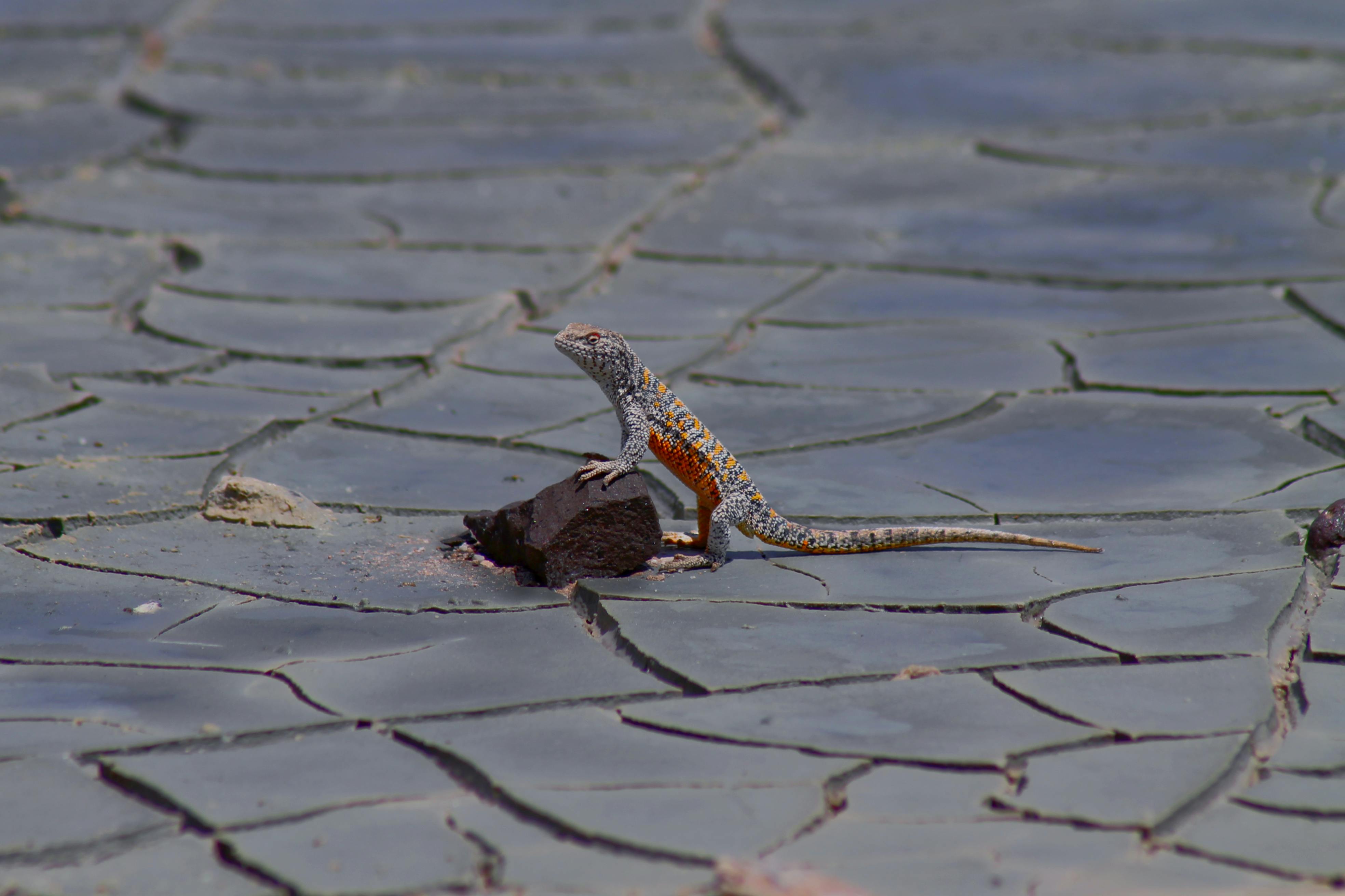 Common Basilisk on Rock · Free Stock Photo