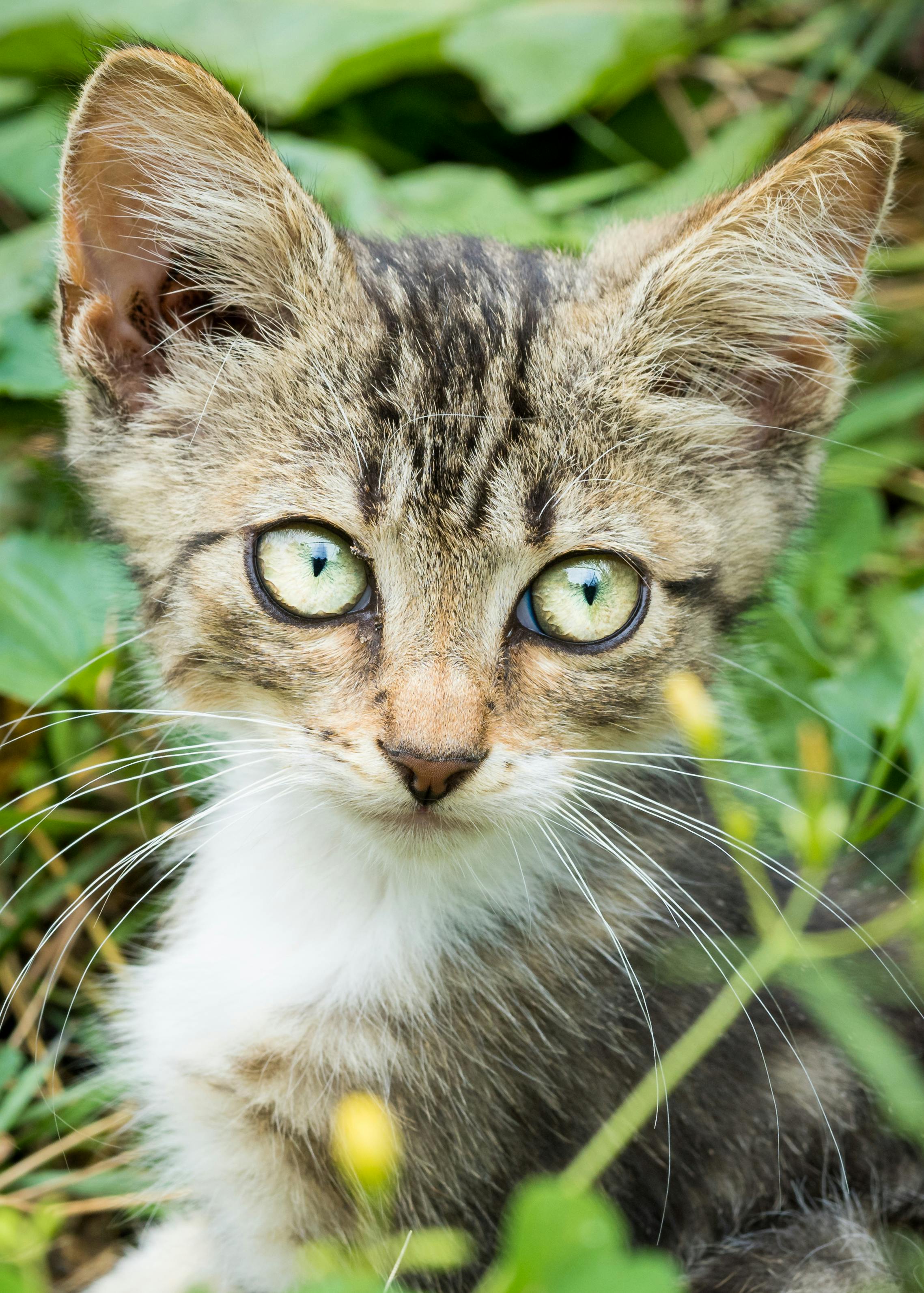 Close-Up Shot of a Kitten · Free Stock Photo
