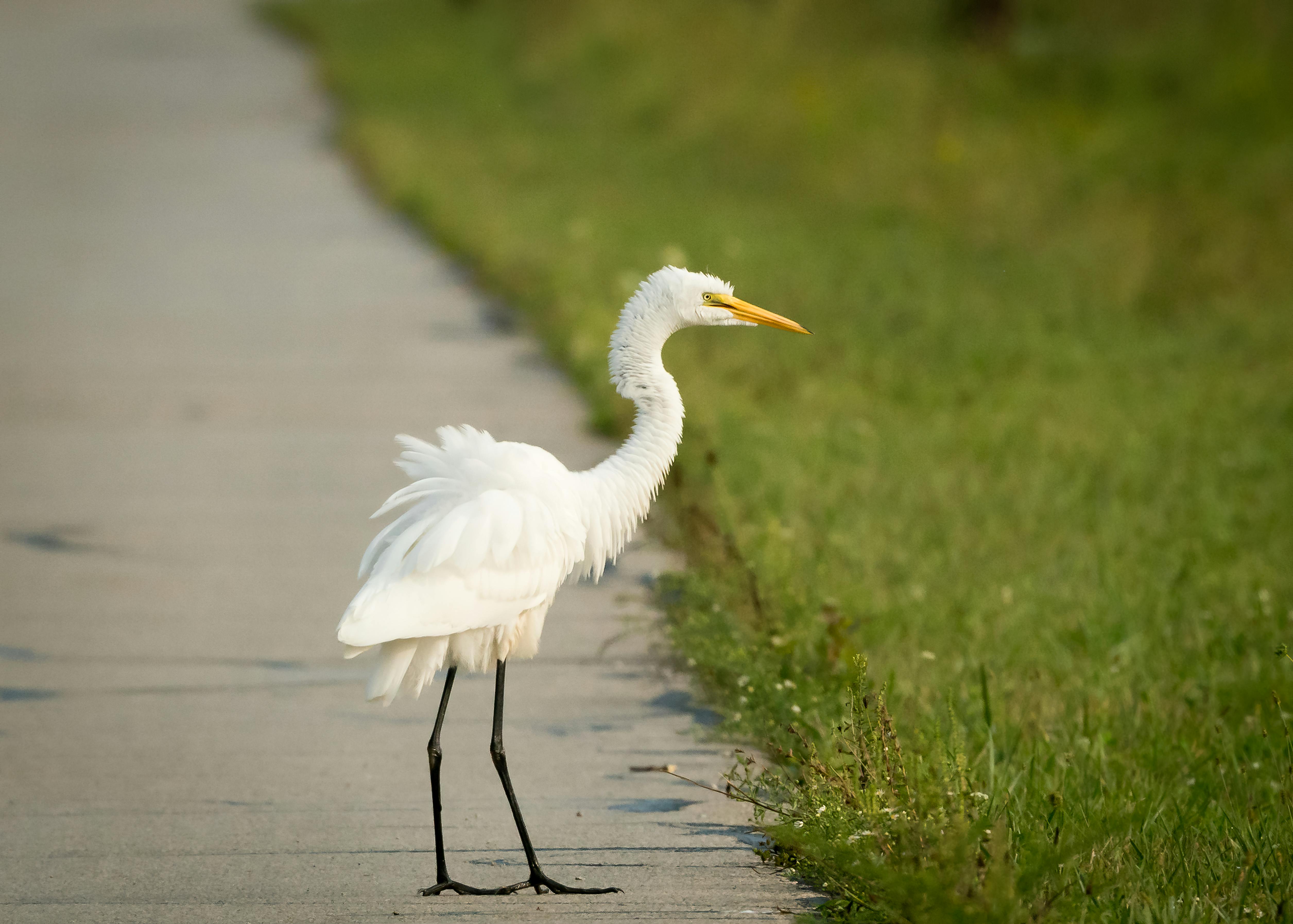 Close-Up Photo of a White Egret Standing on a Stone · Free Stock Photo