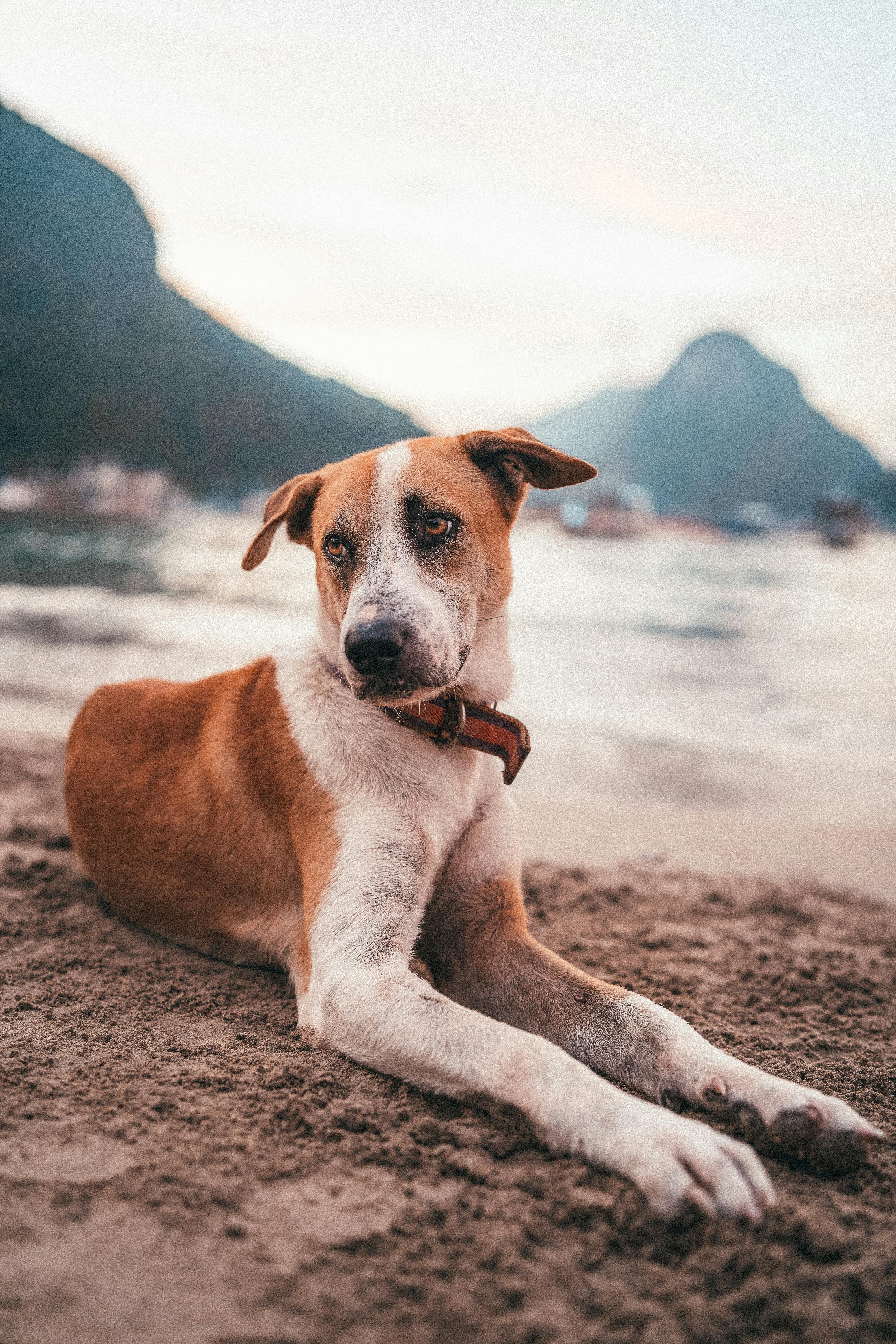 White Dog on the Beach during Sunset · Free Stock Photo
