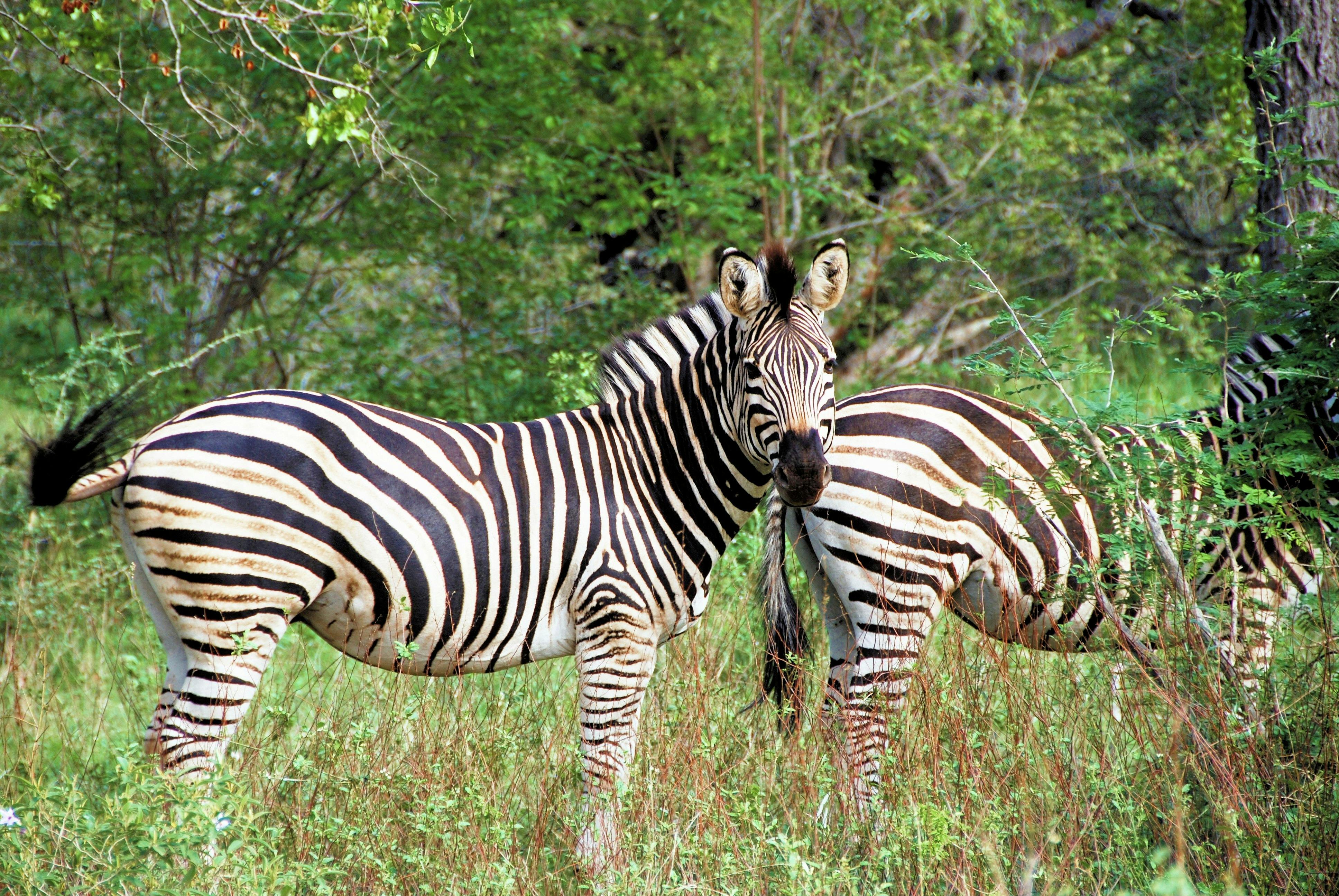 Close-Up Photo of Two Zebras · Free Stock Photo