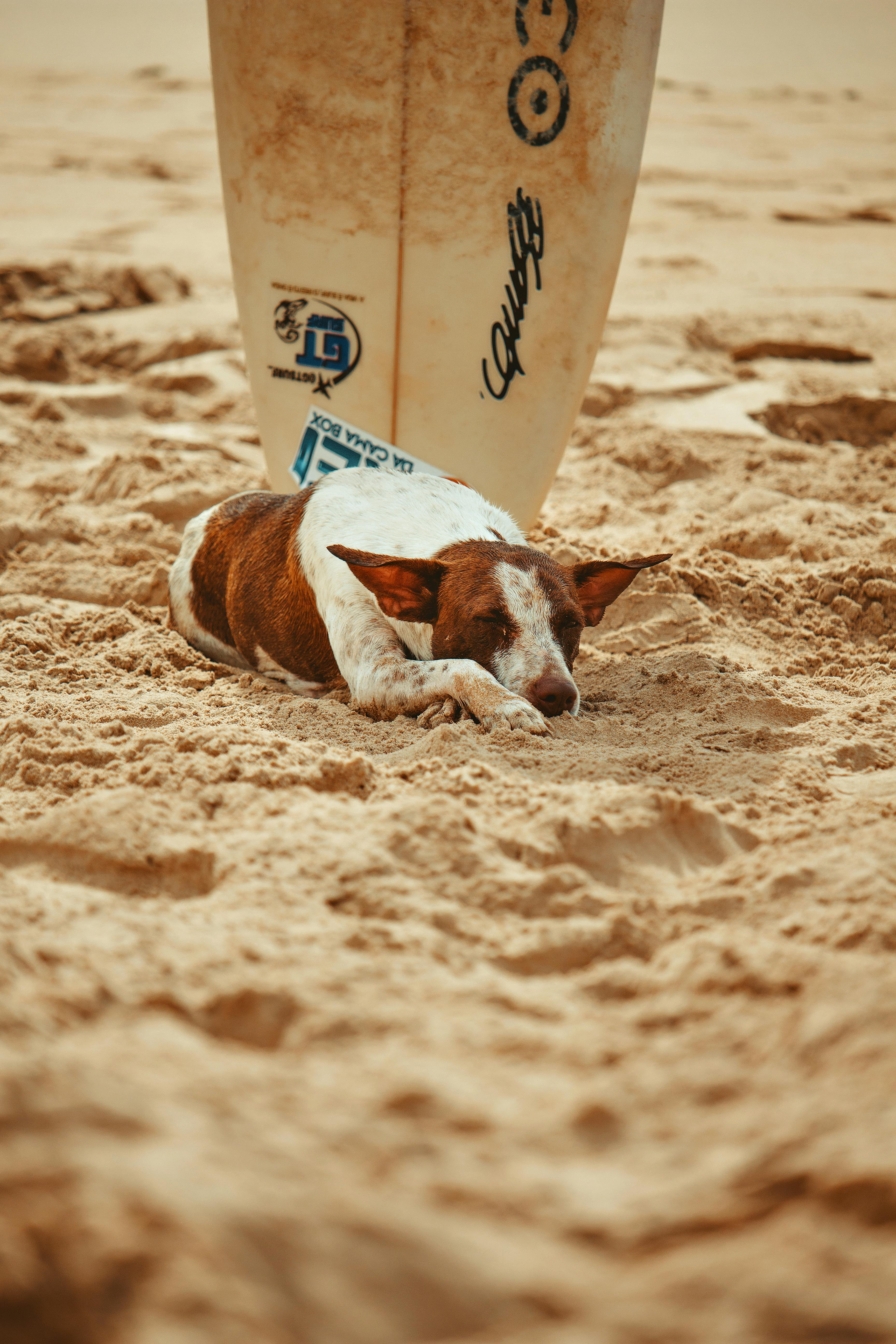 White Dog on the Beach during Sunset · Free Stock Photo