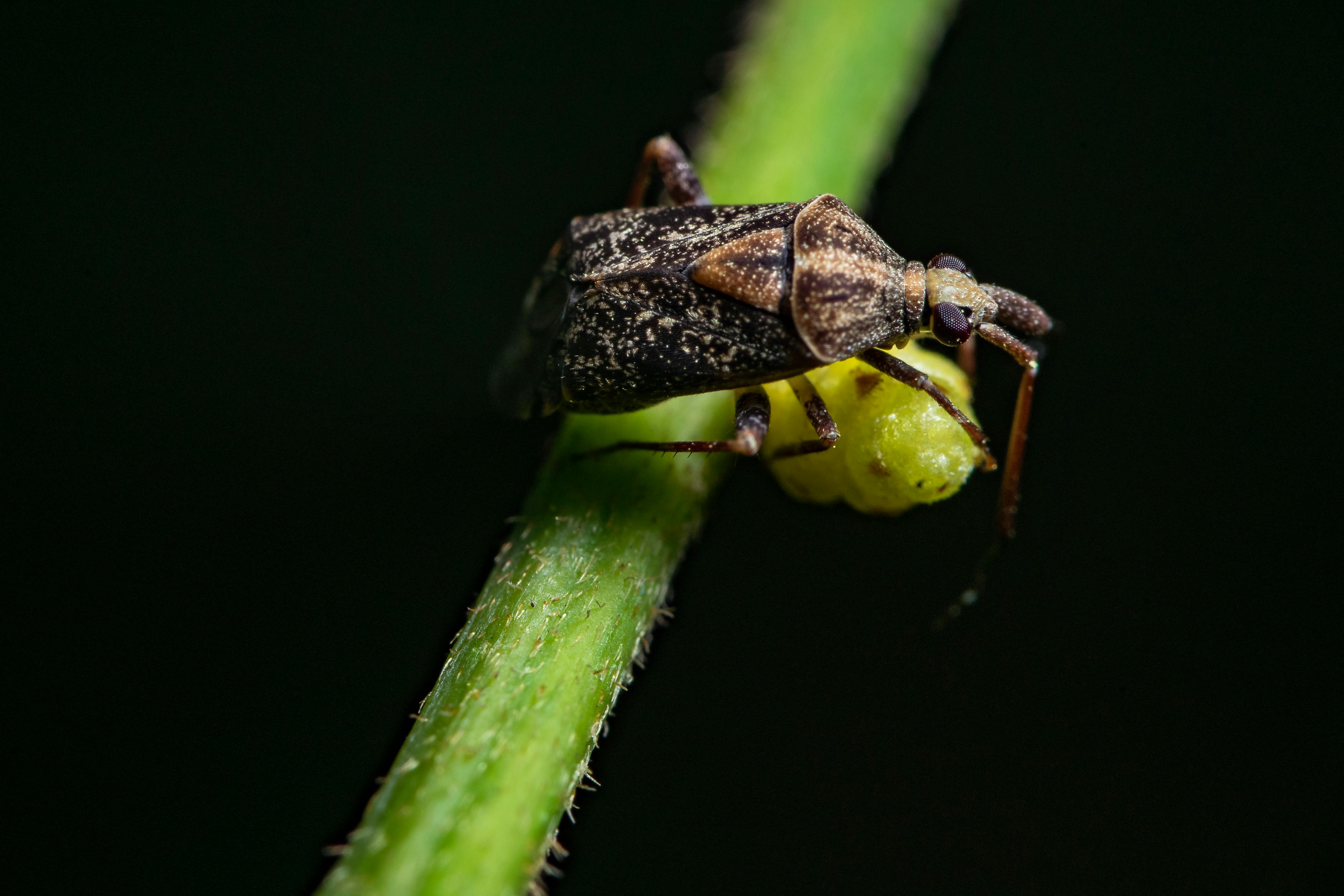 Lady Bug Crawling on Green Plant · Free Stock Photo