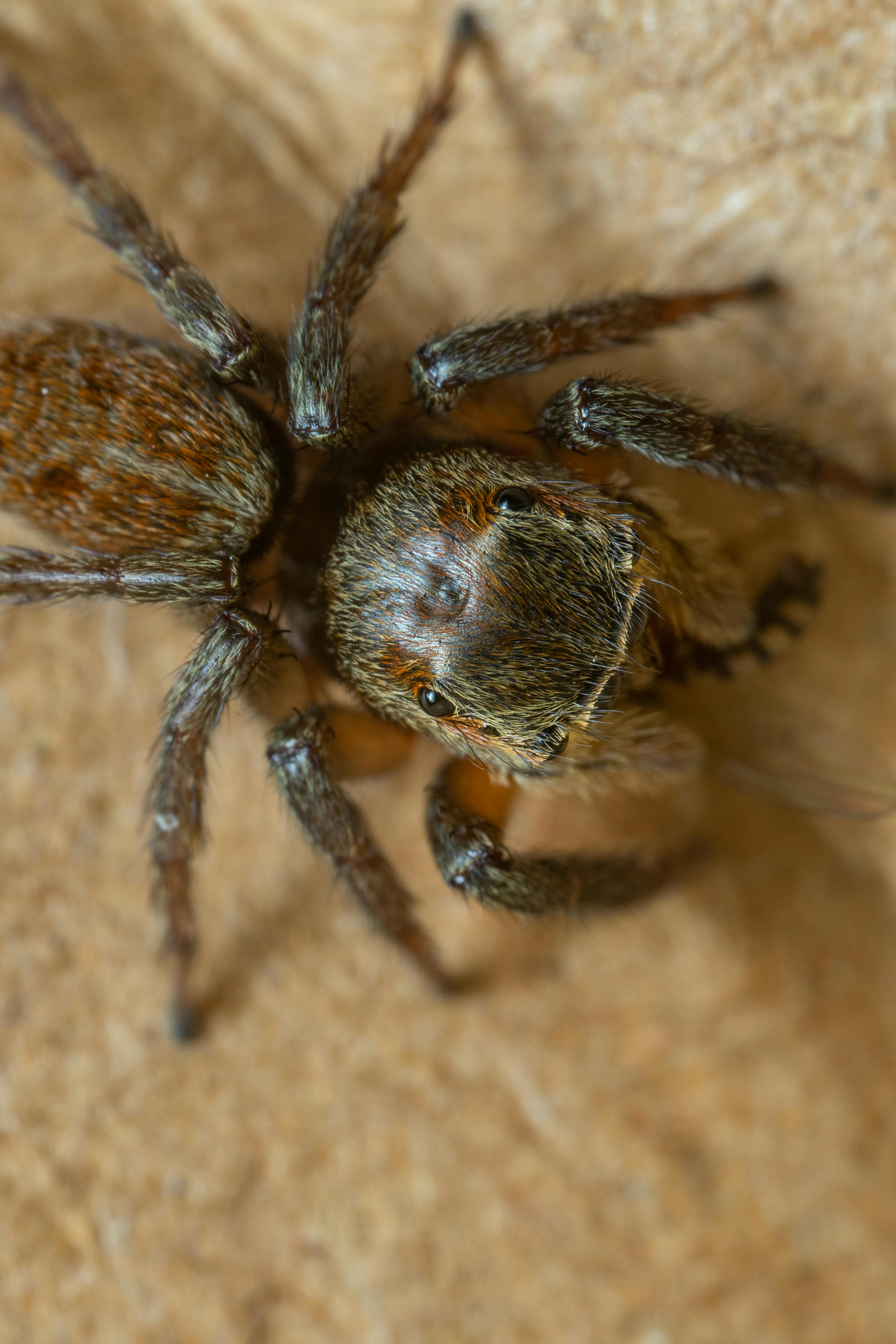 Photography Of Brown Spider · Free Stock Photo