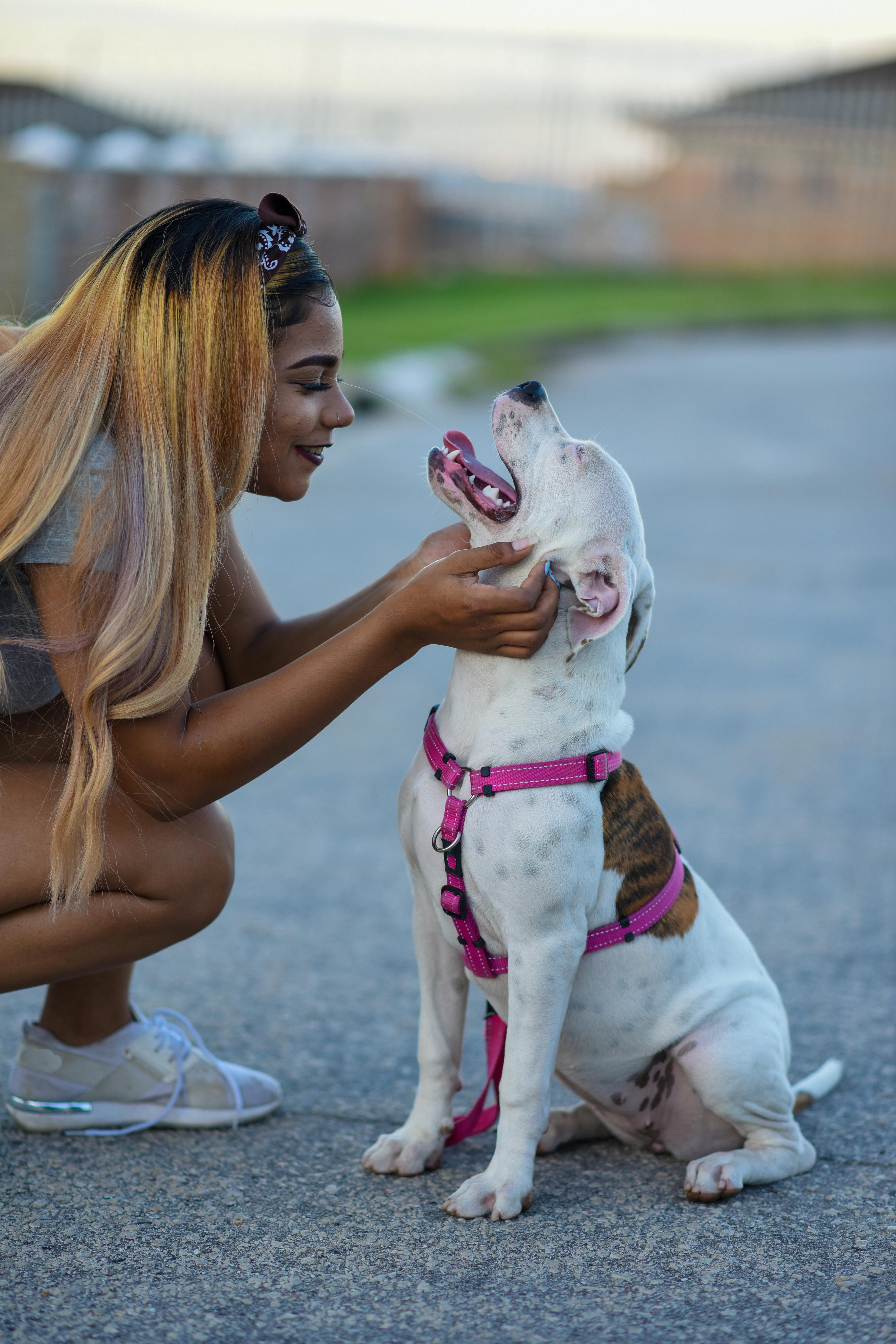 A Woman Drying His Dog with a Towel · Free Stock Photo