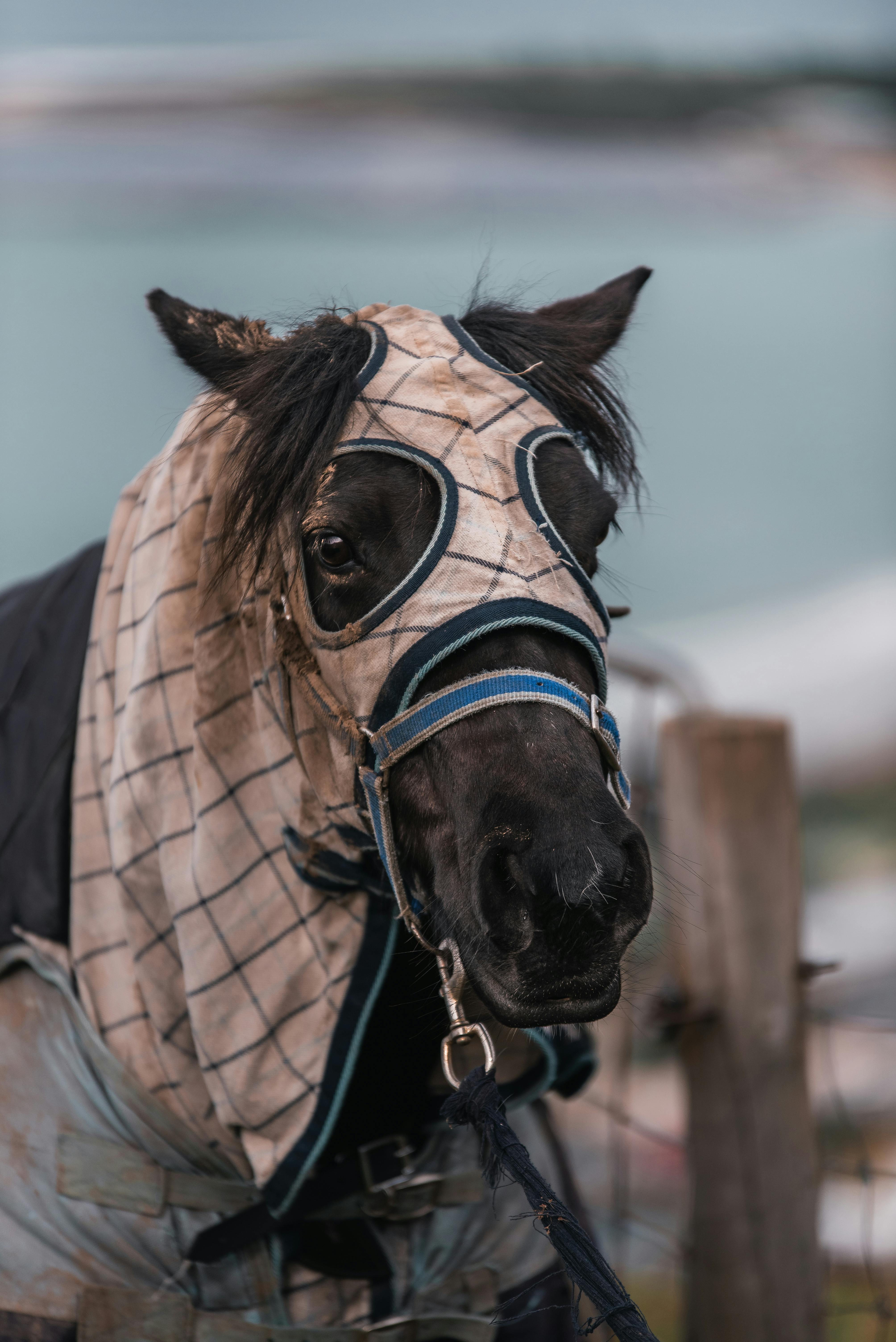 A Black Horse with a Fly Mask and a Blue Bridle · Free Stock Photo