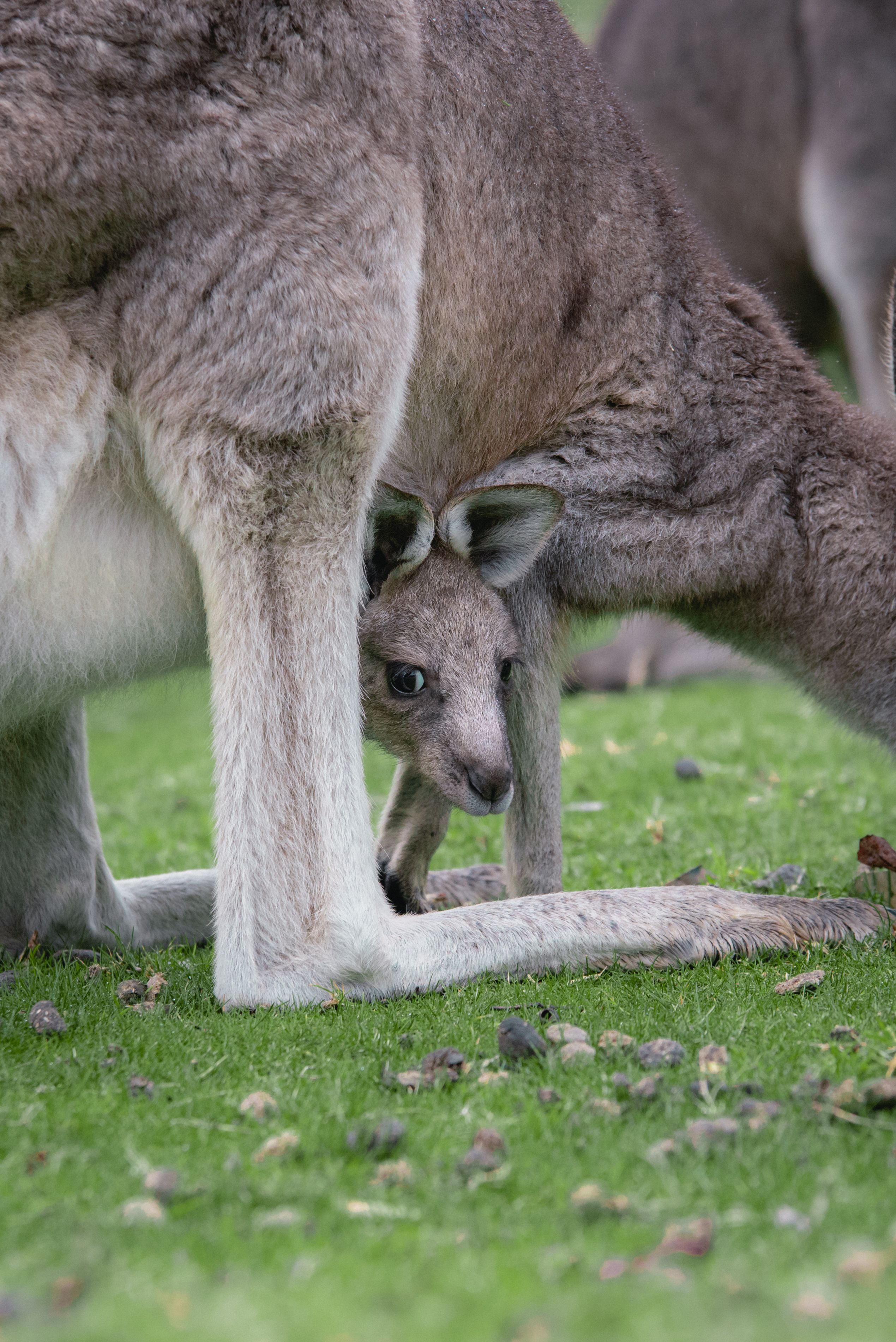 Gray Kangaroo · Free Stock Photo