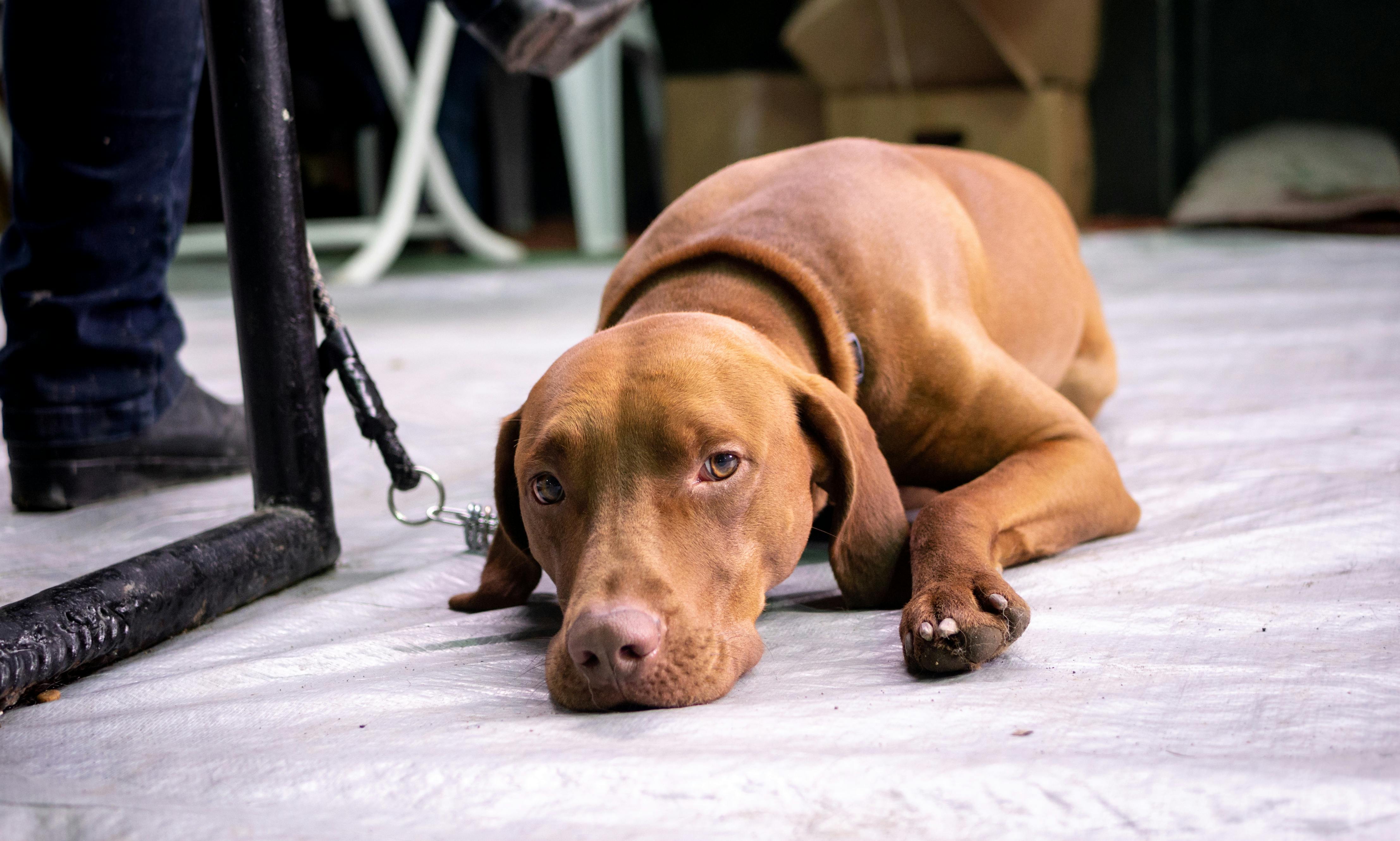 Dog Lying on Ground · Free Stock Photo