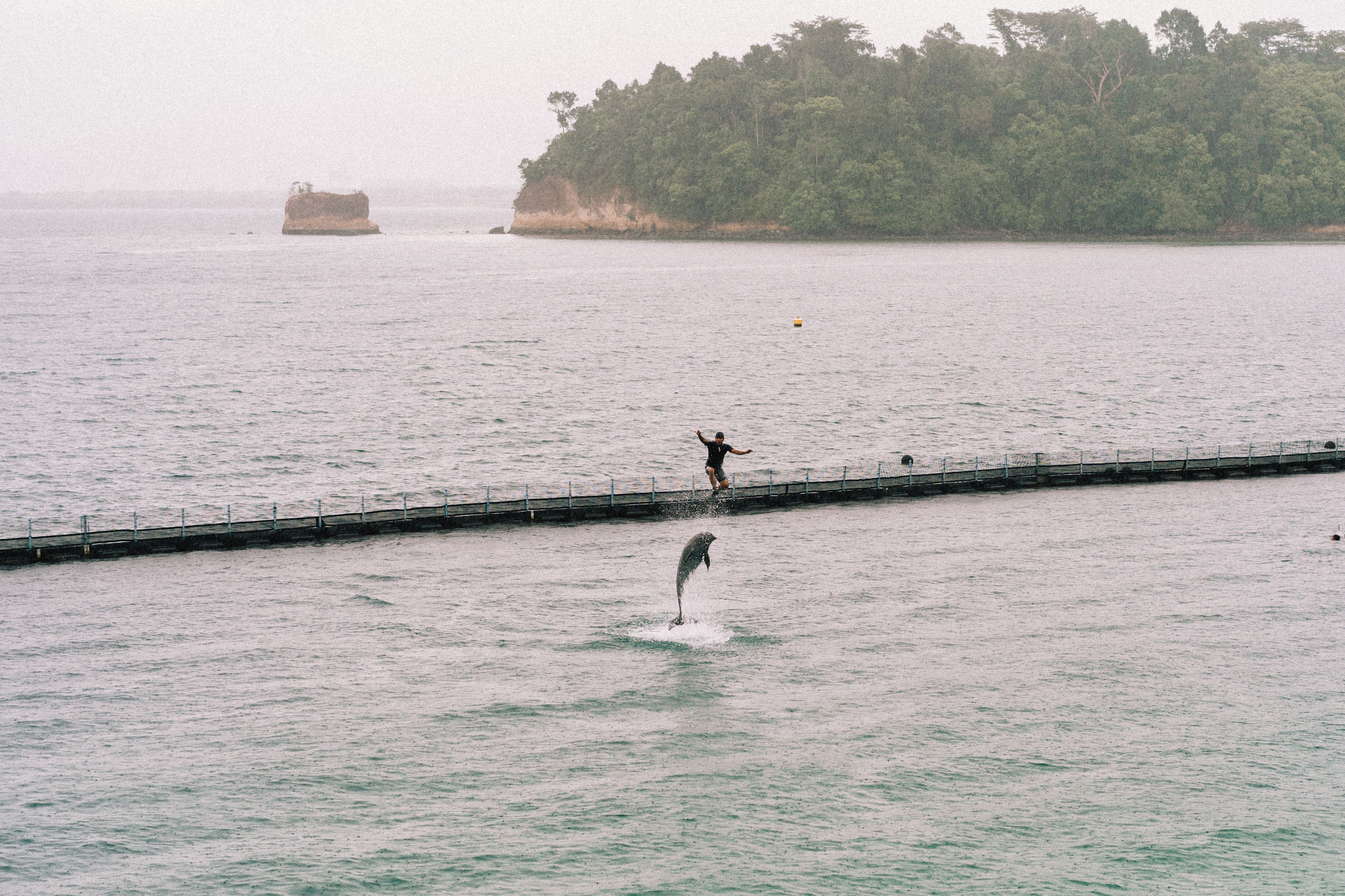 Dolphin Stunts Photos, Download The BEST Free Dolphin Stunts Stock ...