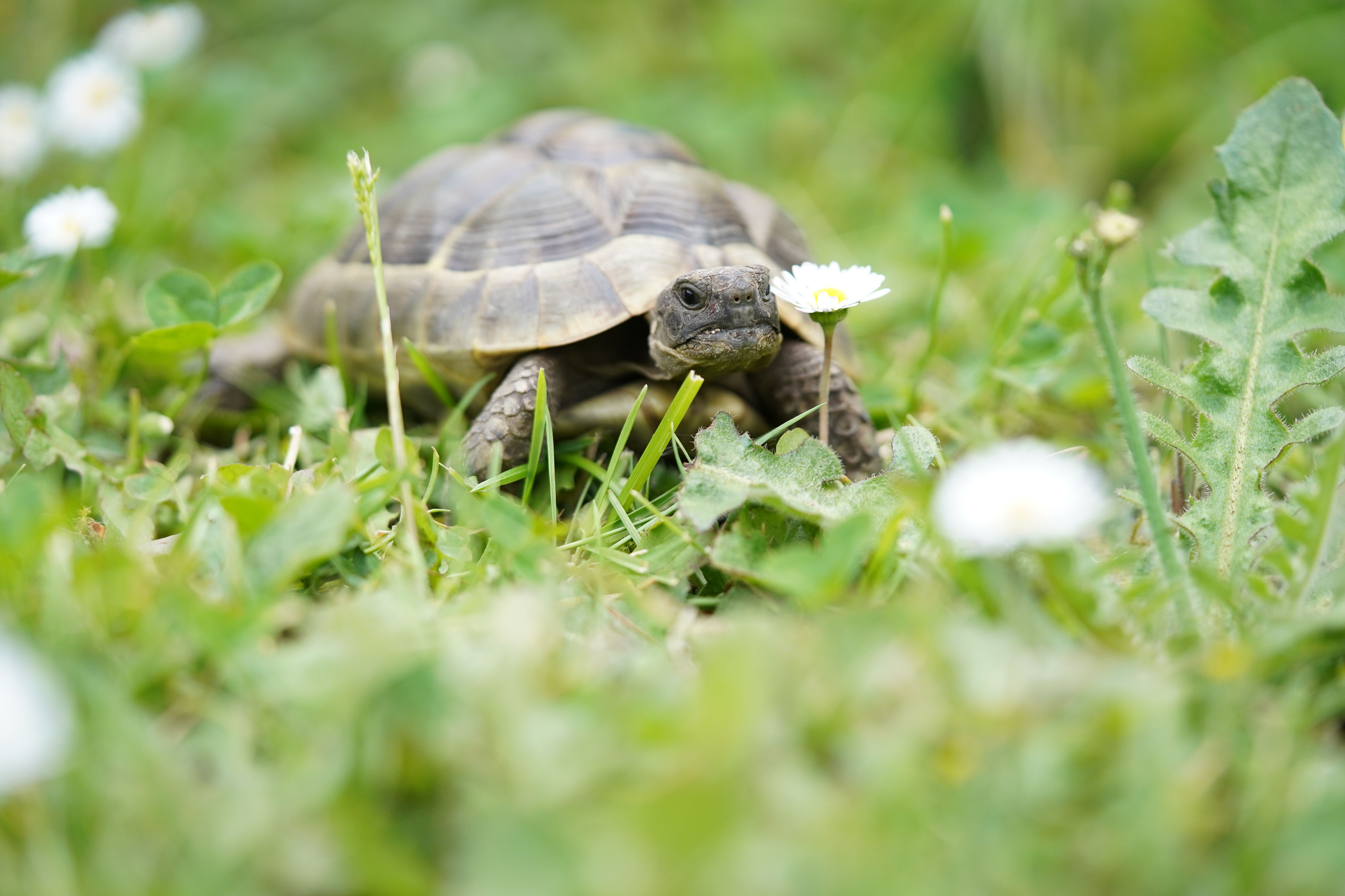 Tortoise Flower Photos, Download The BEST Free Tortoise Flower Stock ...