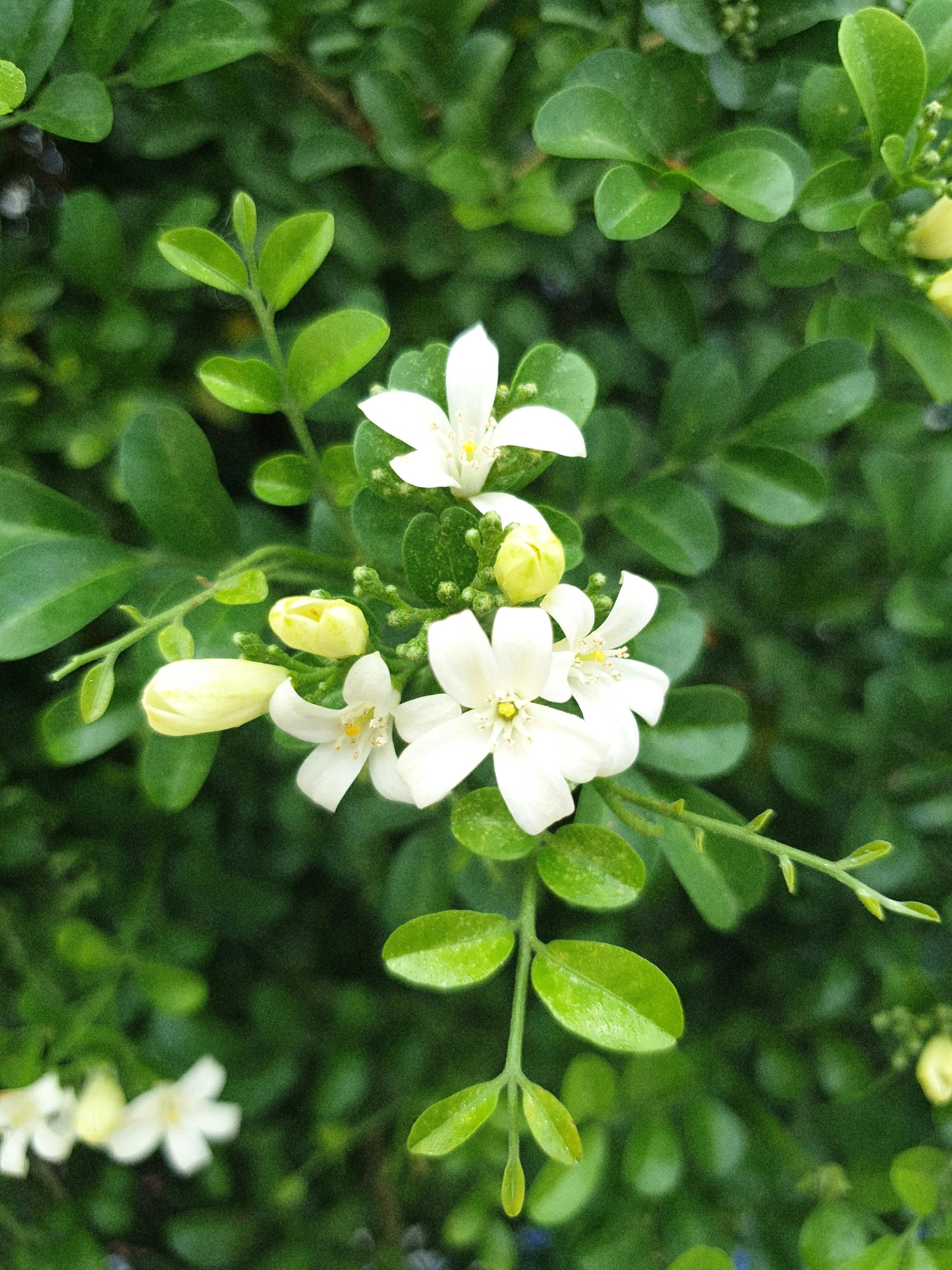 pipop kunachon 所收藏的 4 個 flower 相片和影片