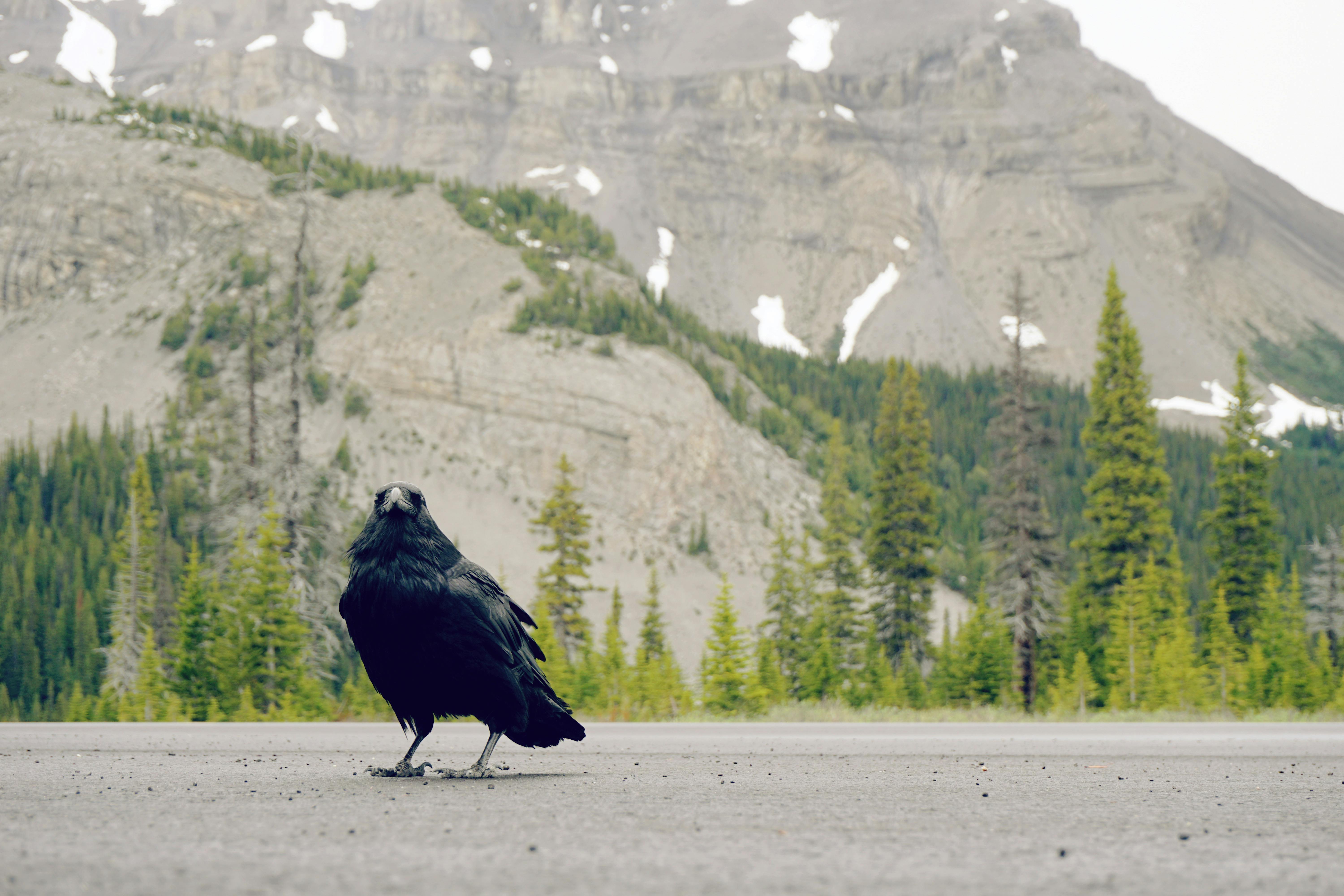 Close-Up Photo of a Black Crow on the Side of the Road · Free Stock Photo