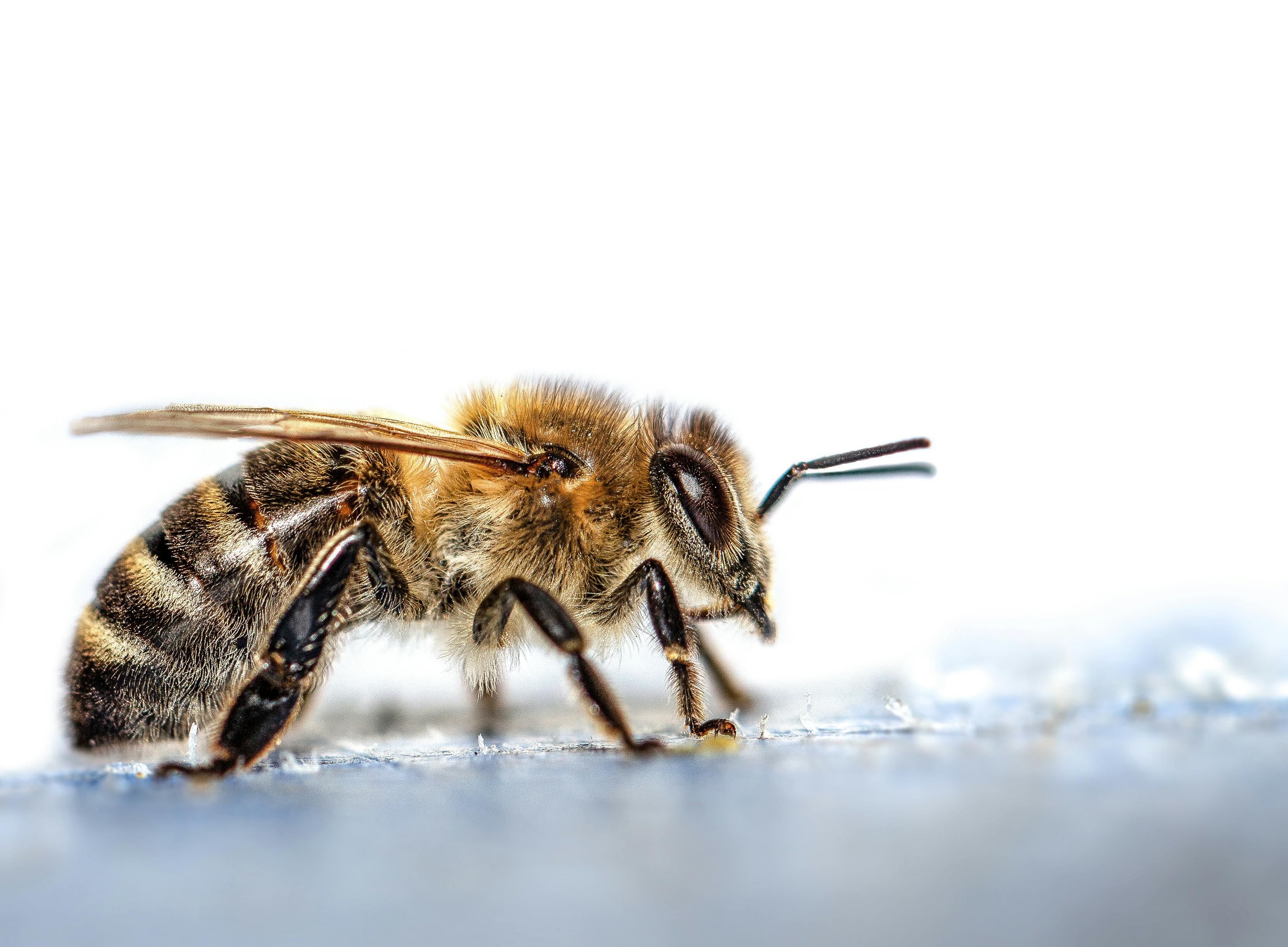 Macro Photo of a Black and Yellow Bee's Side View · Free Stock Photo