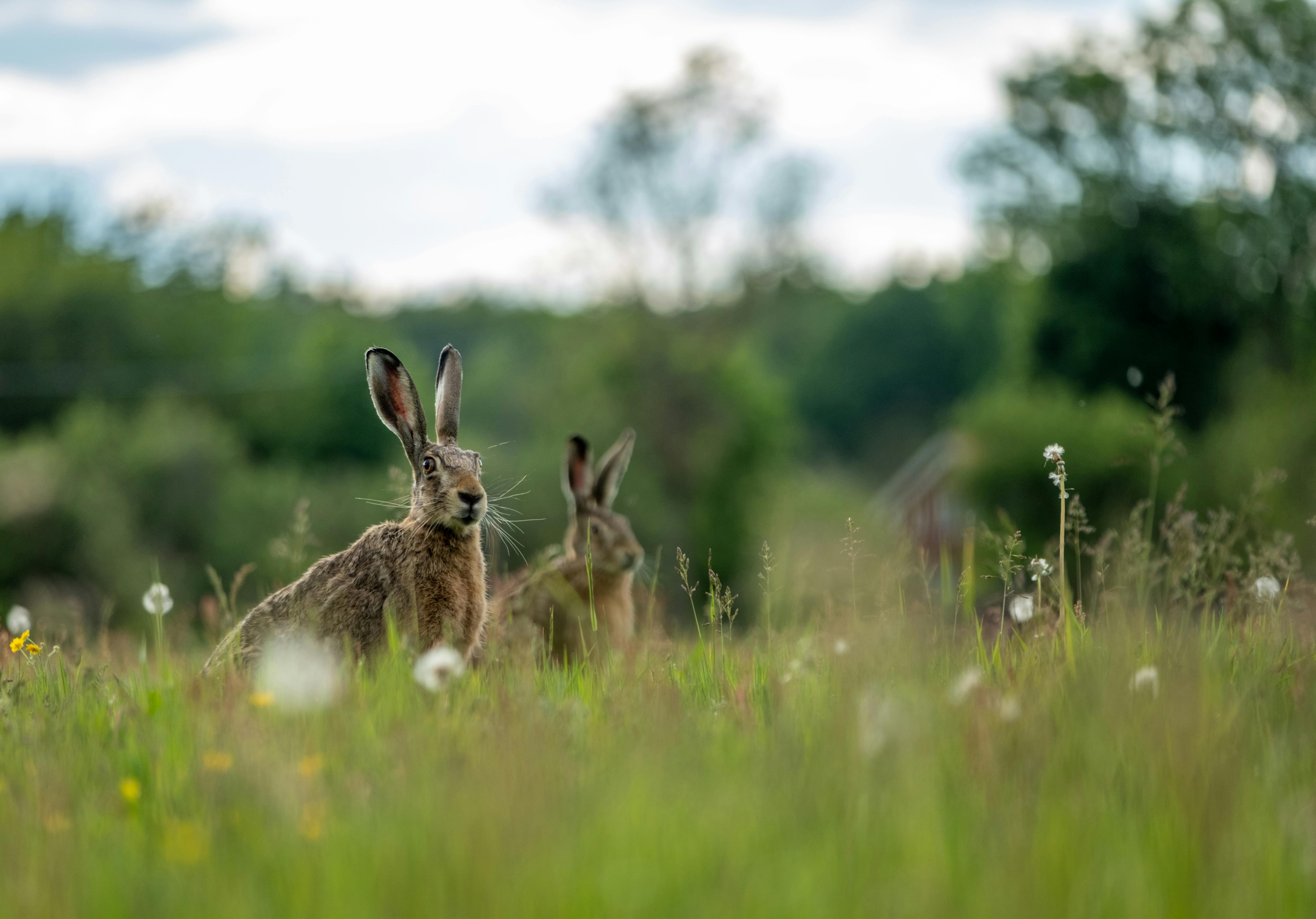 Fluffy rabbits in grassy meadow against trees · Free Stock Photo