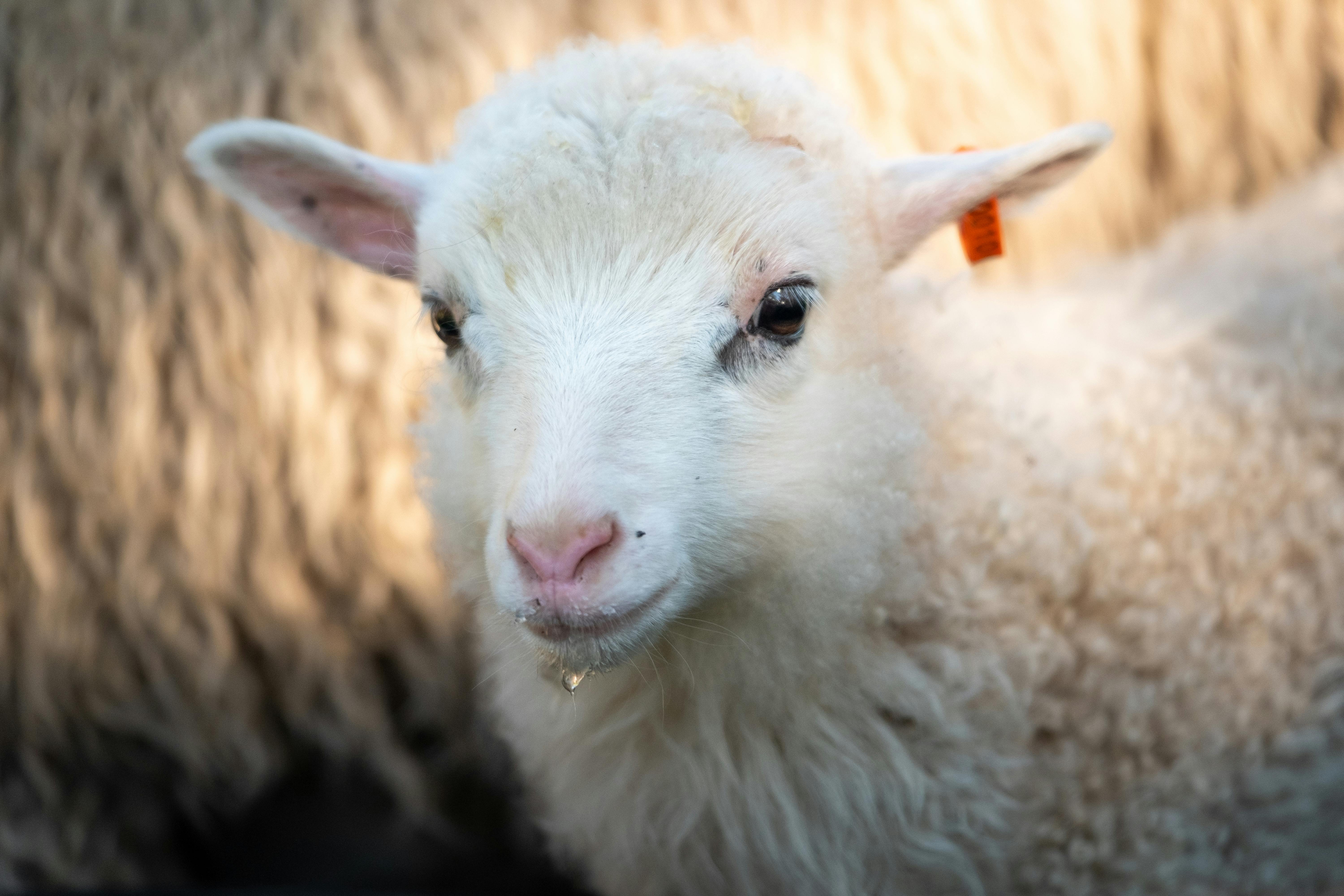 White domestic fluffy lamb in rural nature · Free Stock Photo
