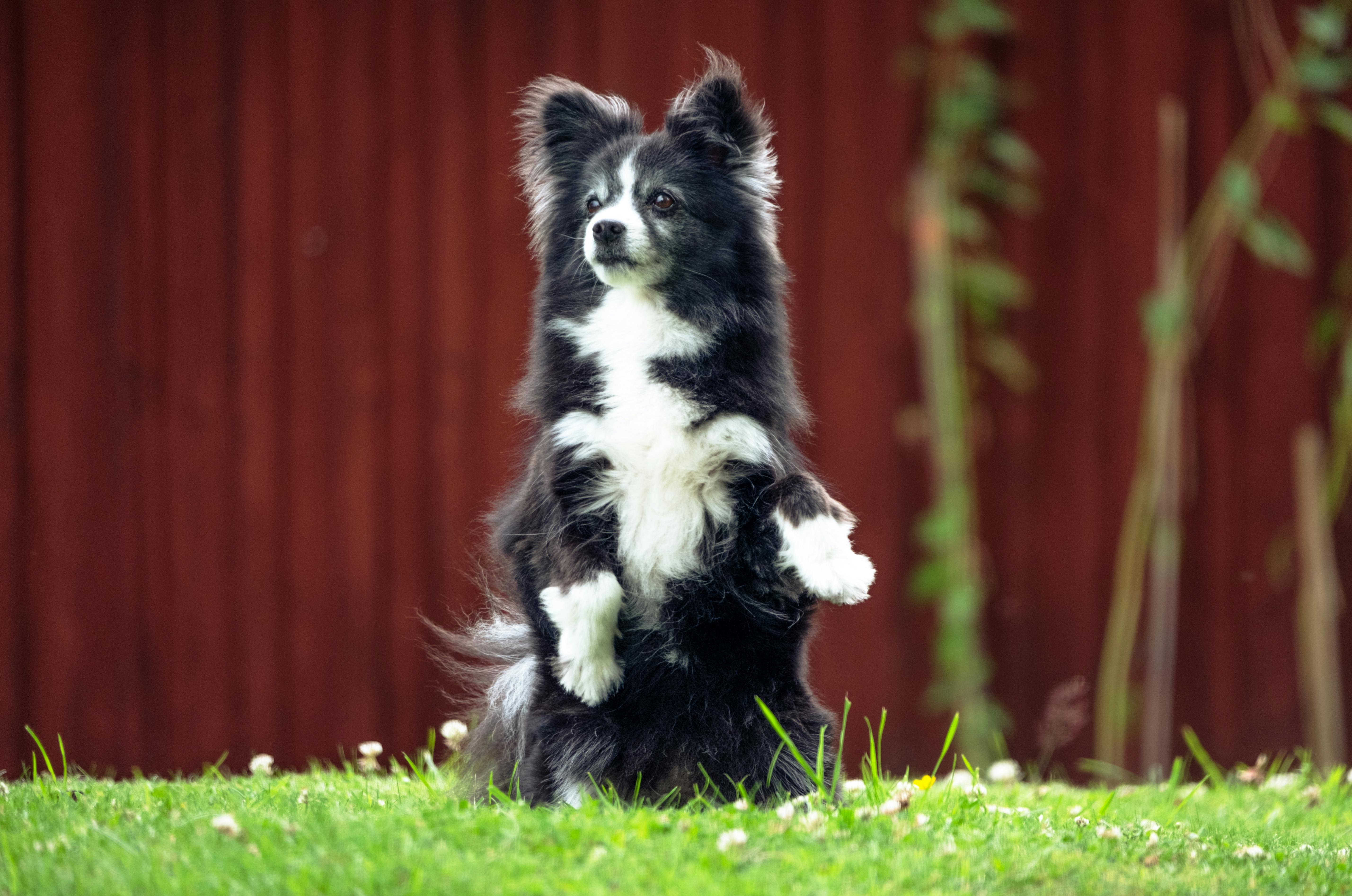 Adorable Downy Dog · Free Stock Photo