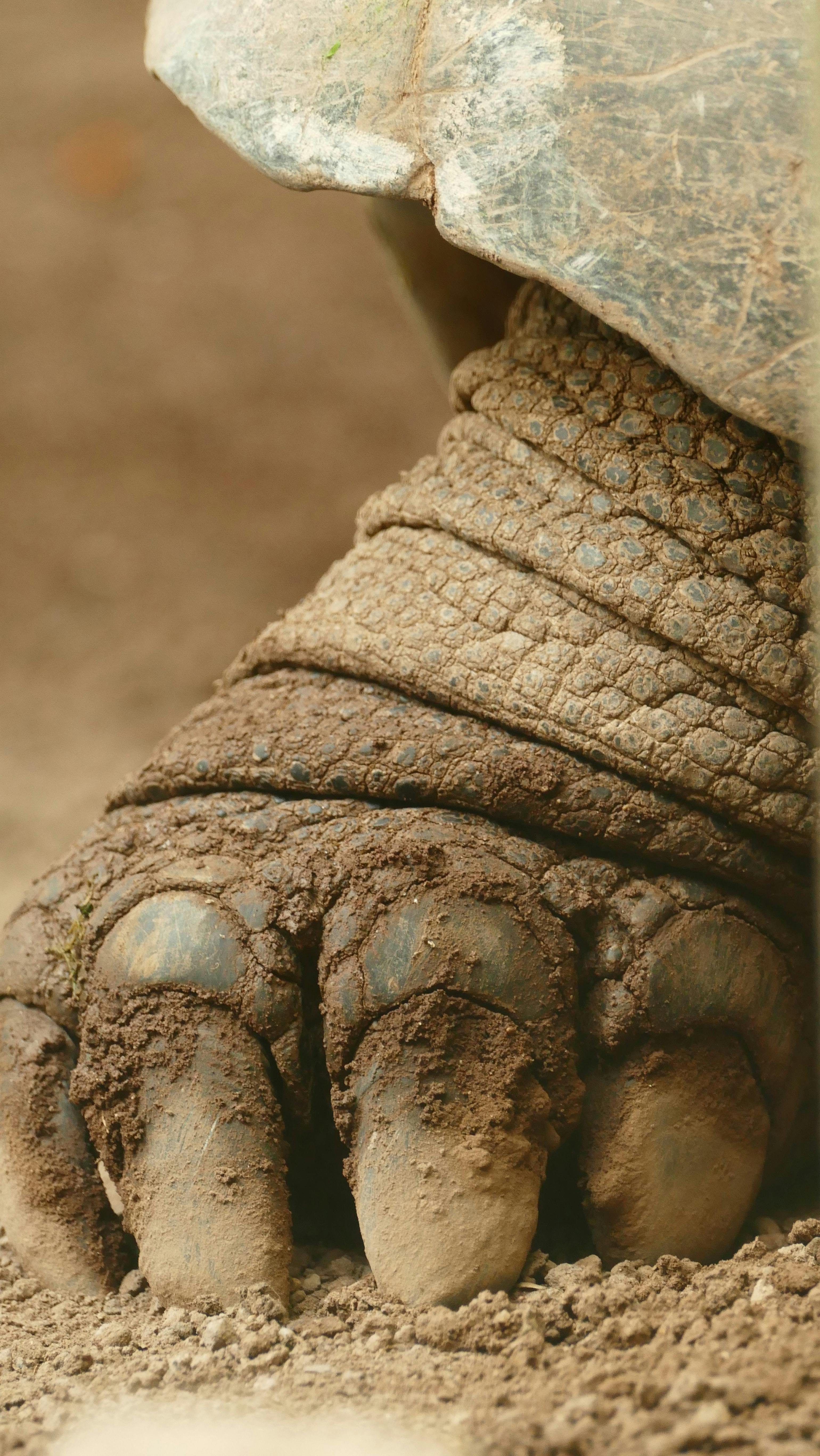 Turtle Leg · Free Stock Photo