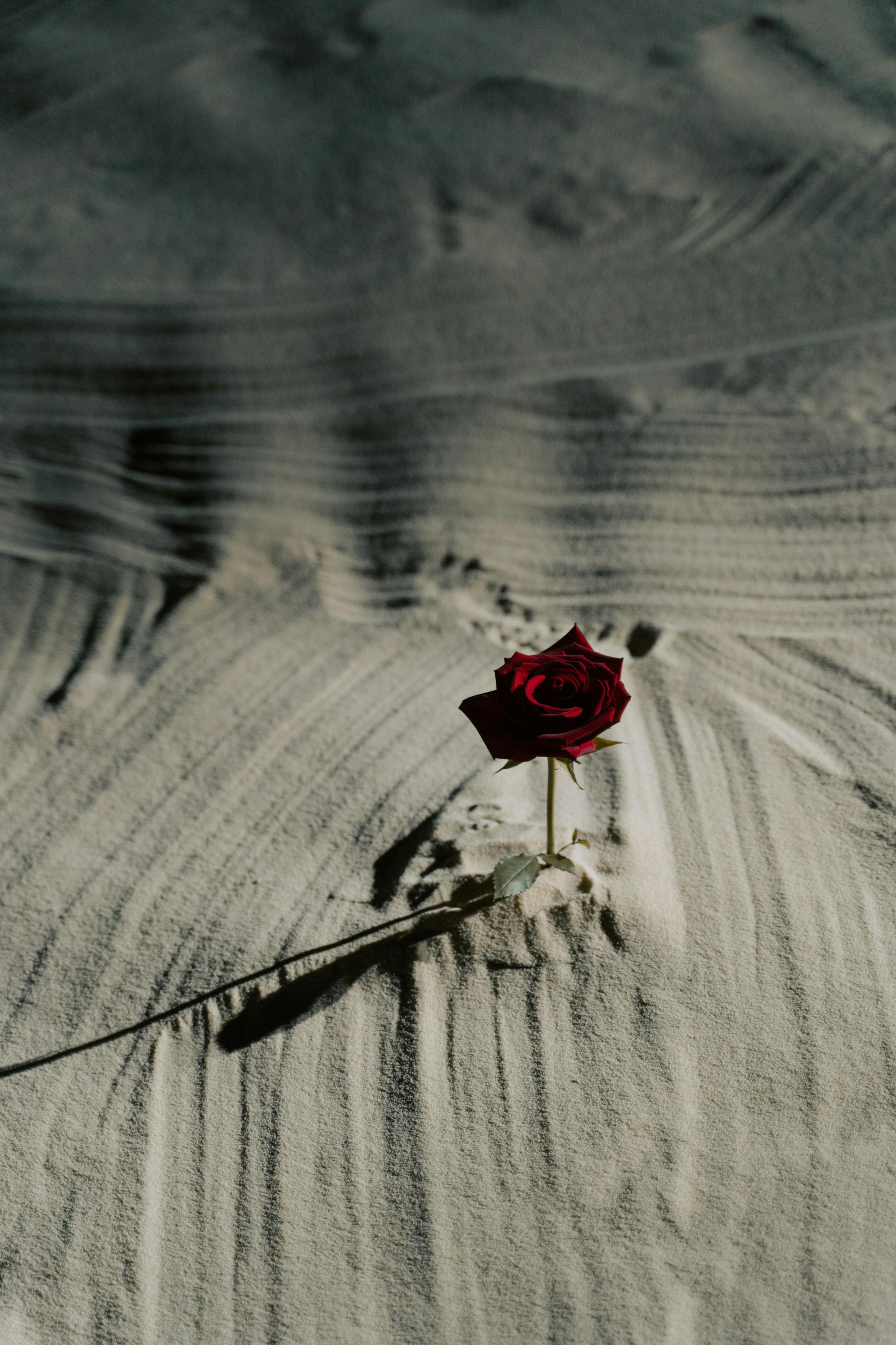 A Red Rose on the Sand · Free Stock Photo